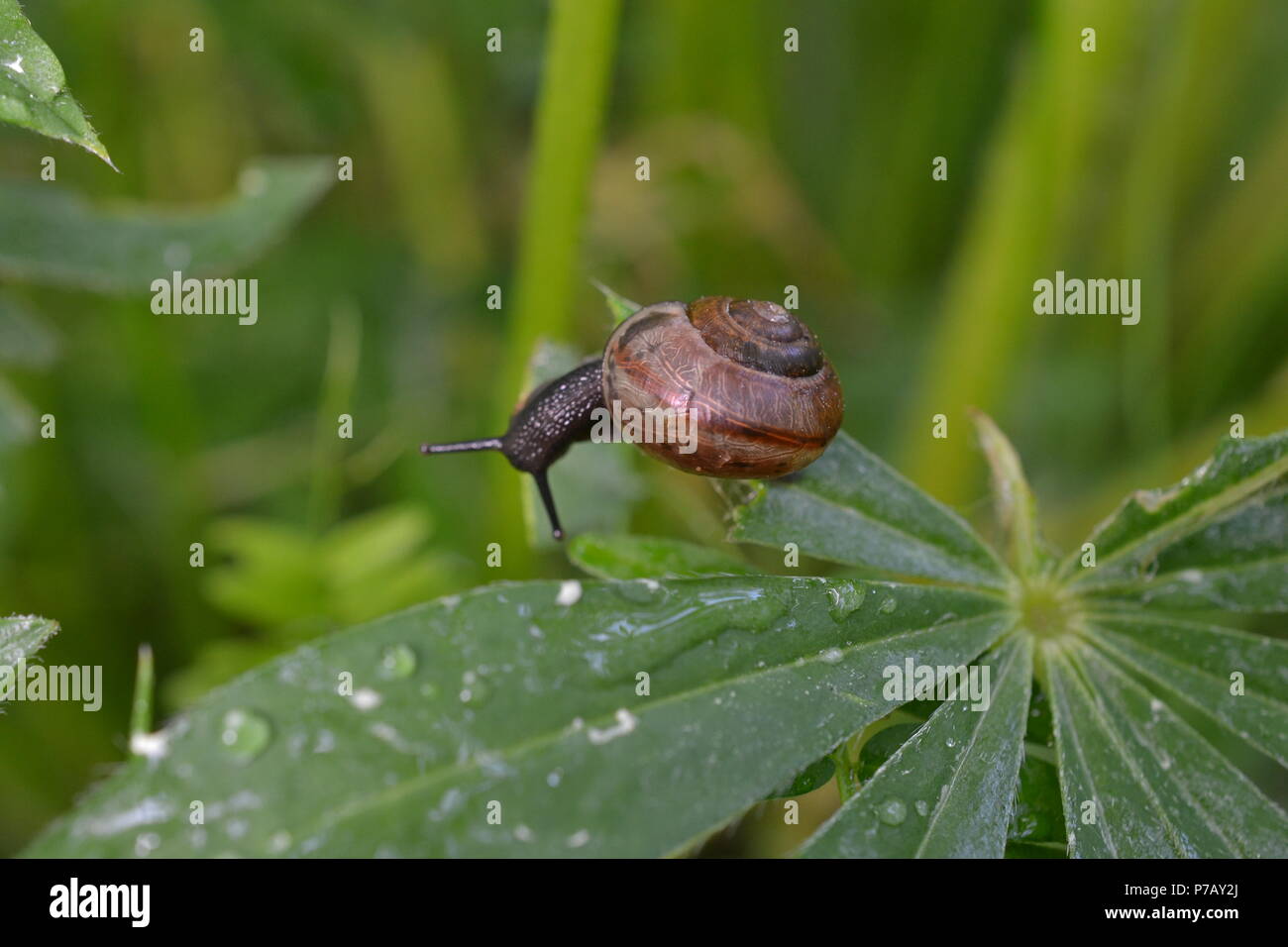 Slimy animals hi-res stock photography and images - Alamy