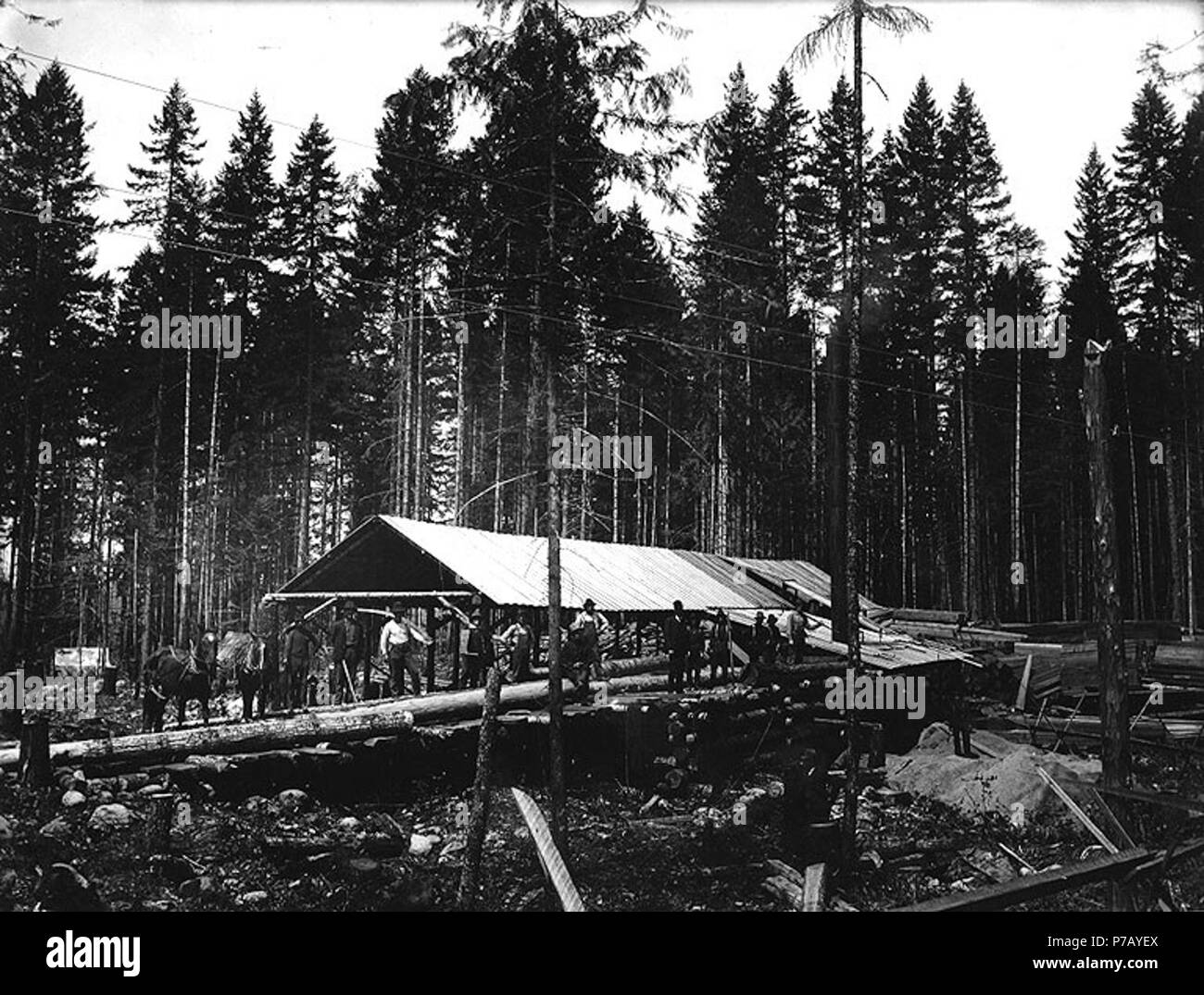 Logging timber Black and White Stock Photos & Images - Alamy