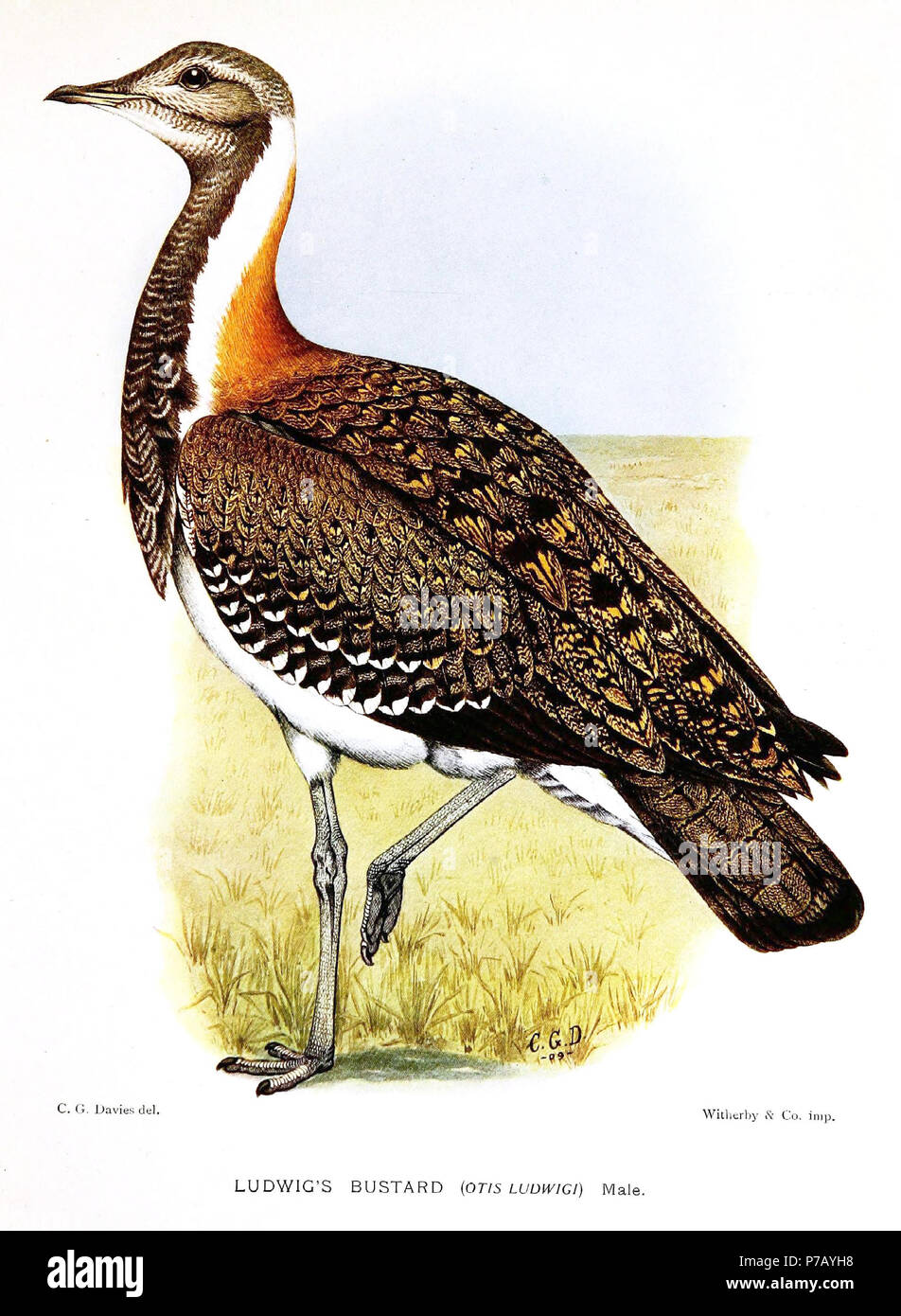 Ludwig's Bustard (Neotis ludwigii) . 1912 54 LudwigsBustardDavies Stock ...