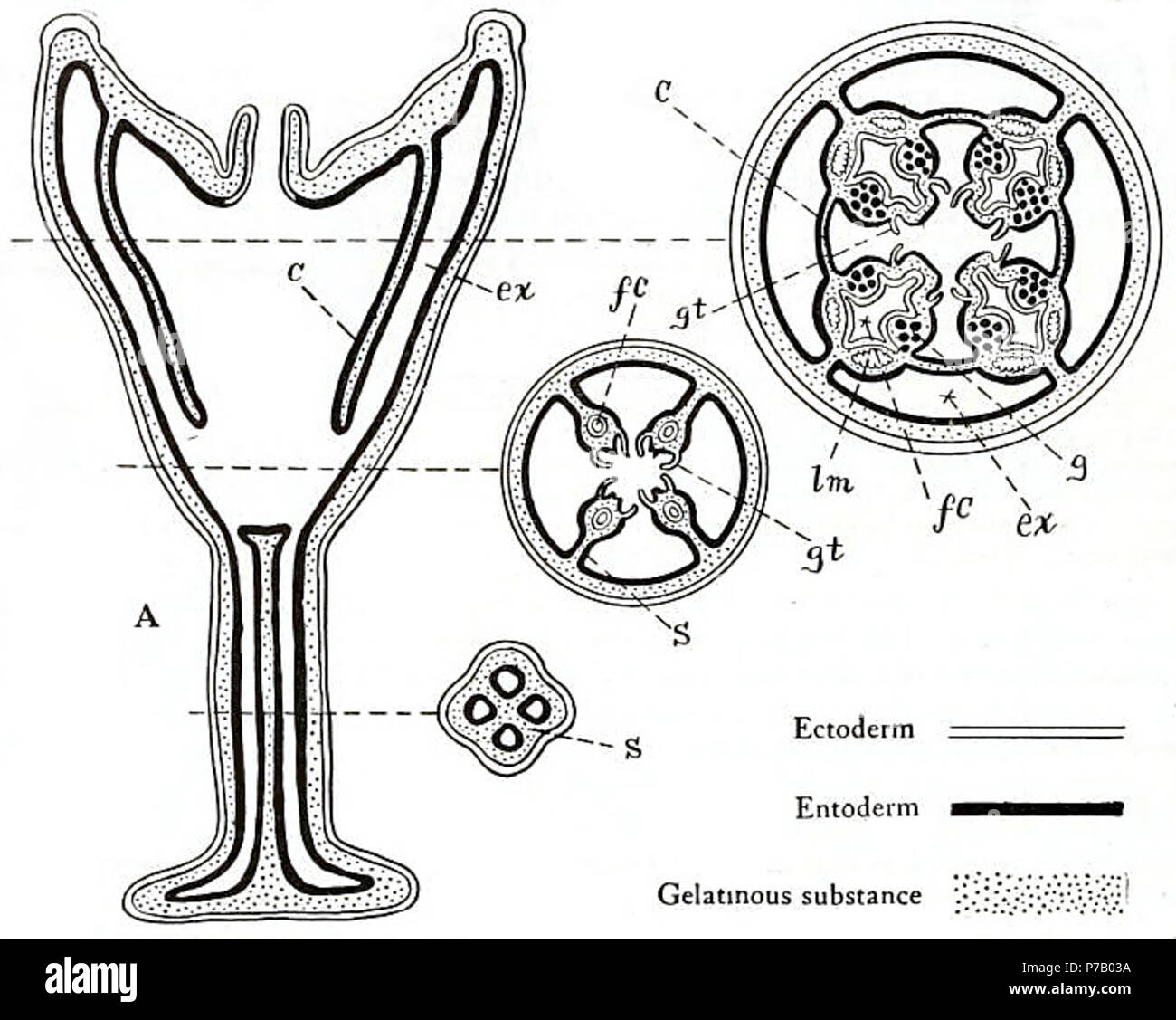 Transverse partition hi-res stock photography and images - Alamy