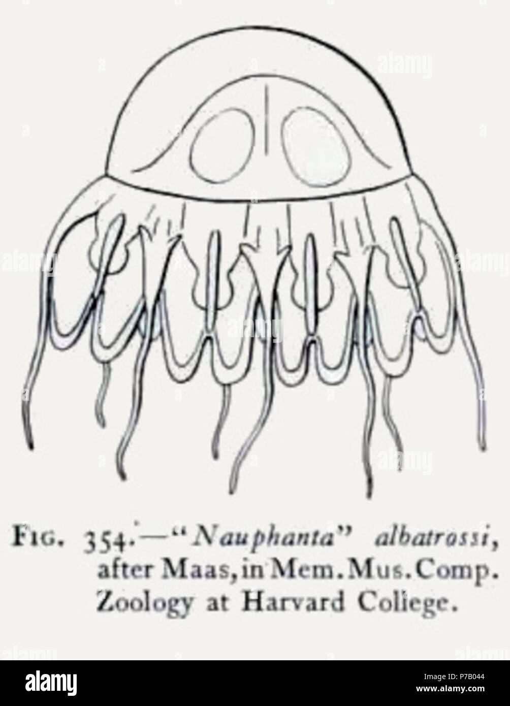 Italiano: Nauphanta albatrossi, da Maas. (sinonimo di Nausithoe ...