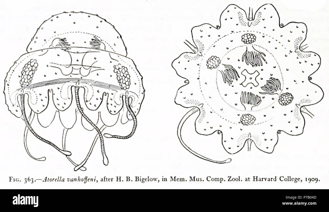Classification of jellyfish species hi-res stock photography and images ...