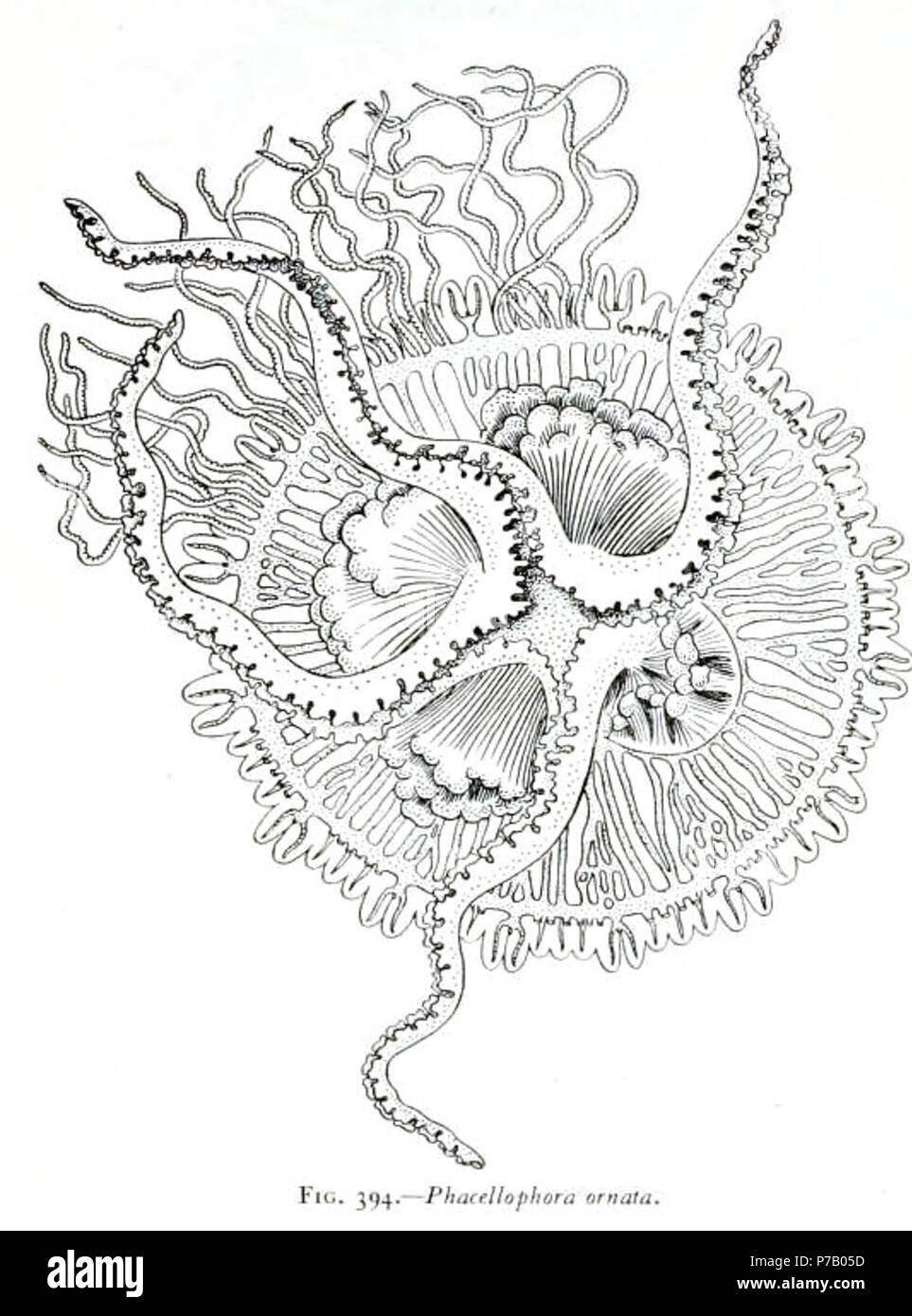 Italiano: Phacellophora camtschatica (descritta come P. ornata) . 25 ...