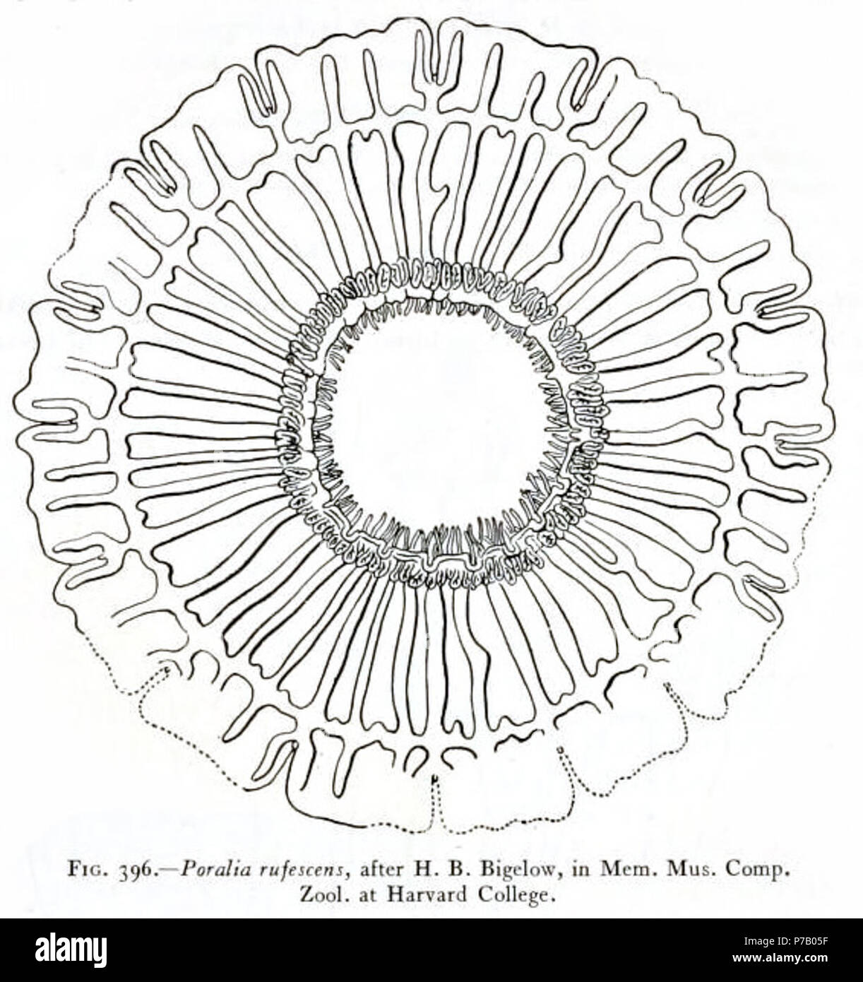 H b bigelow hi-res stock photography and images - Alamy