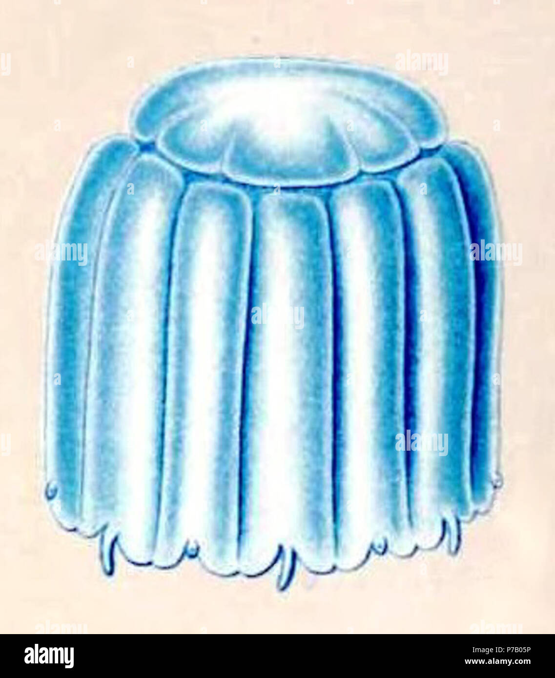 English: Figures 2 Linuche unguiculata, . 25 August 1910 57 Medusae of ...