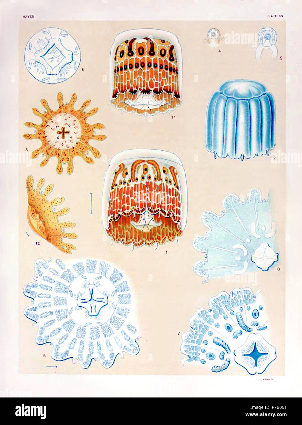 12 7mm hi-res stock photography and images - Alamy