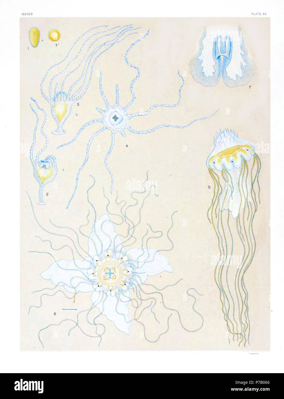 15 mm Cut Out Stock Images & Pictures - Alamy