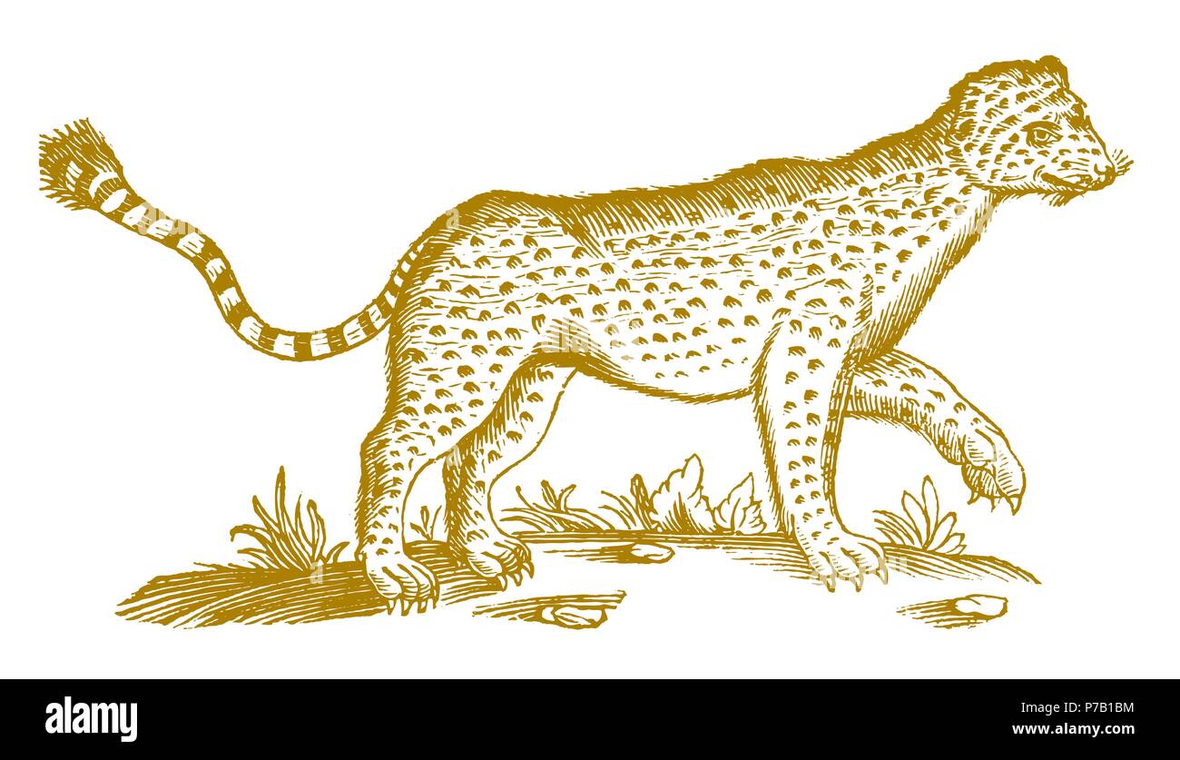 Leopard Profile Drawing