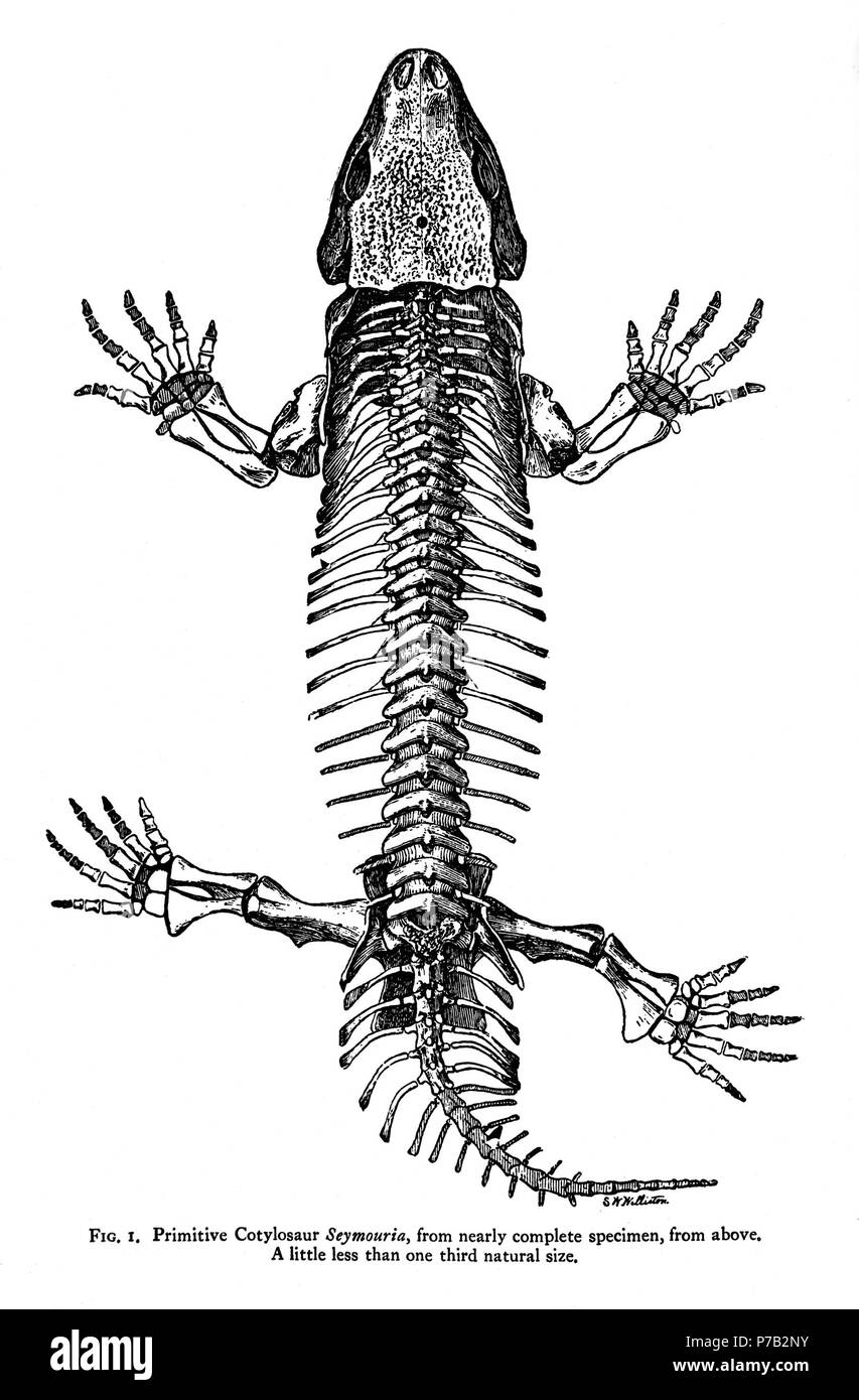 Permian reptiles hi-res stock photography and images - Alamy