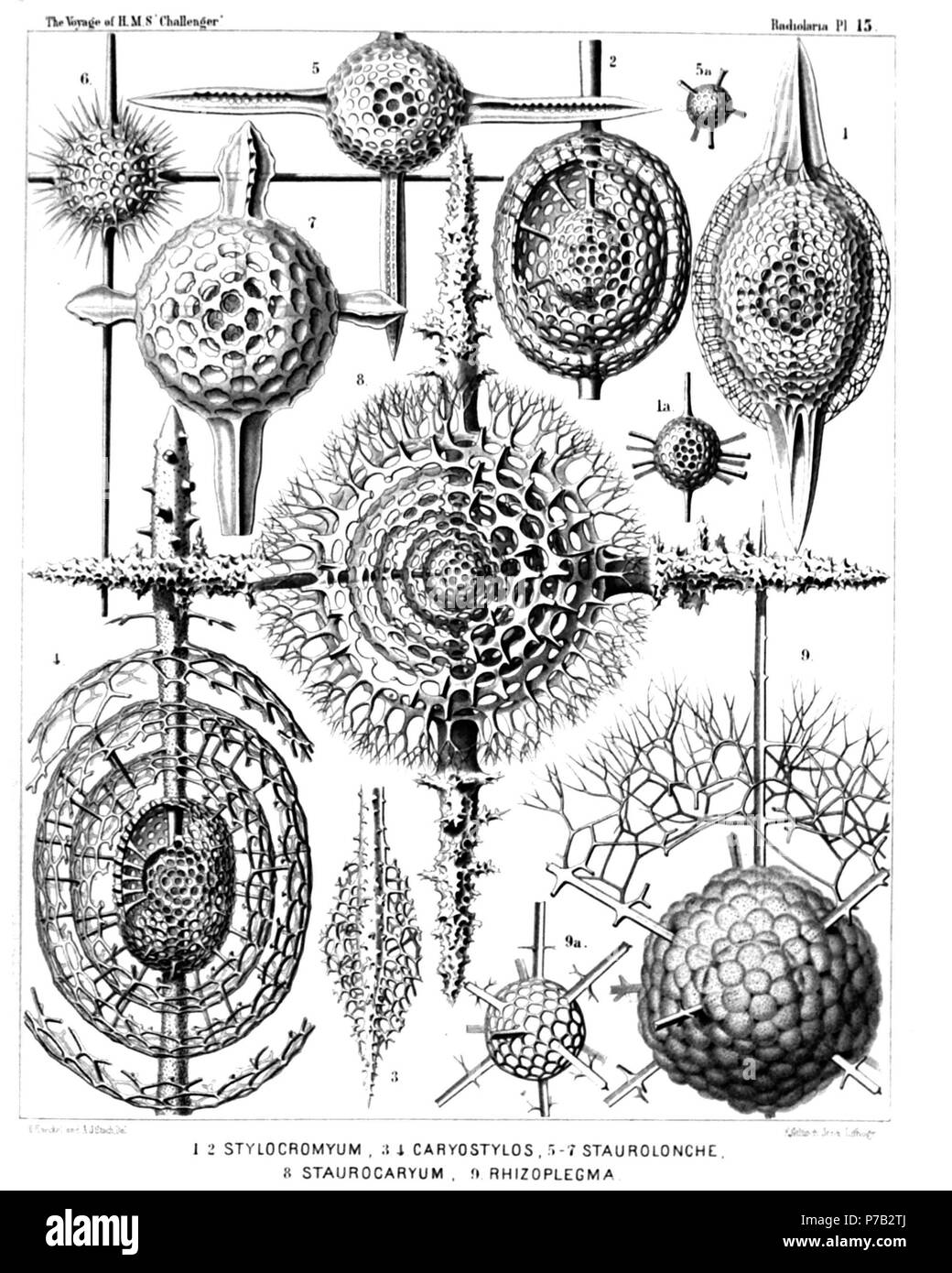 English: Illustration from Report on the Radiolaria collected by H.M.S ...