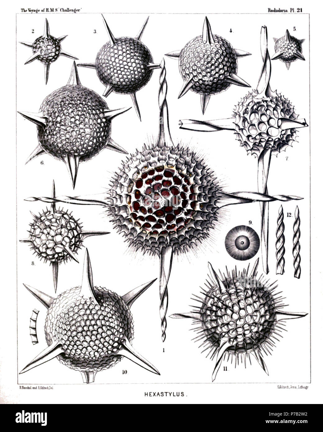 English: Illustration from Report on the Radiolaria collected by H.M.S ...