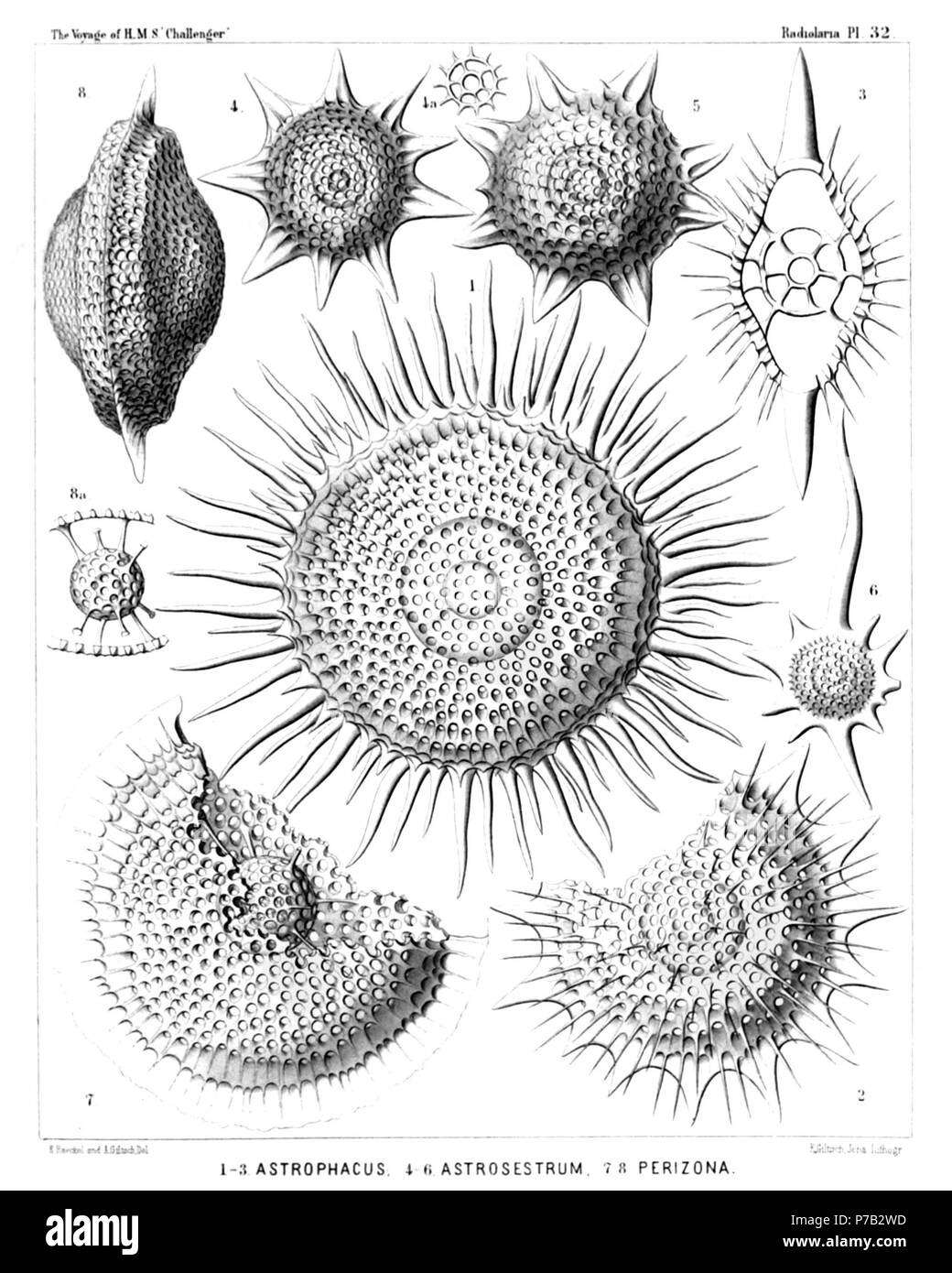 English: Illustration from Report on the Radiolaria collected by H.M.S ...