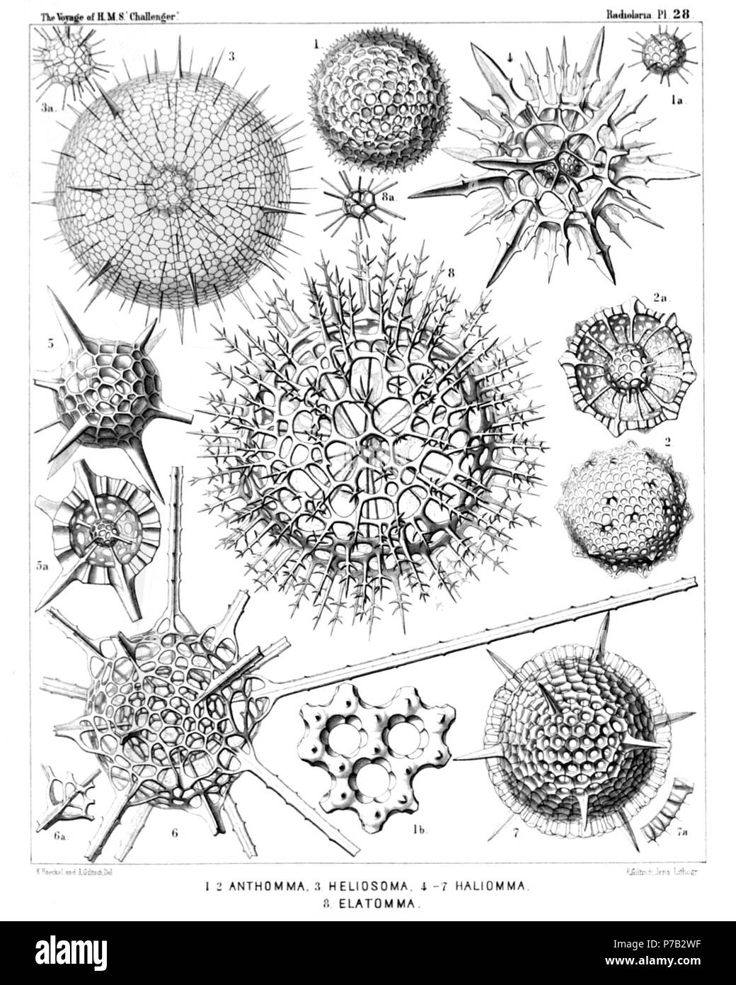 English: Illustration from Report on the Radiolaria collected by H.M.S ...
