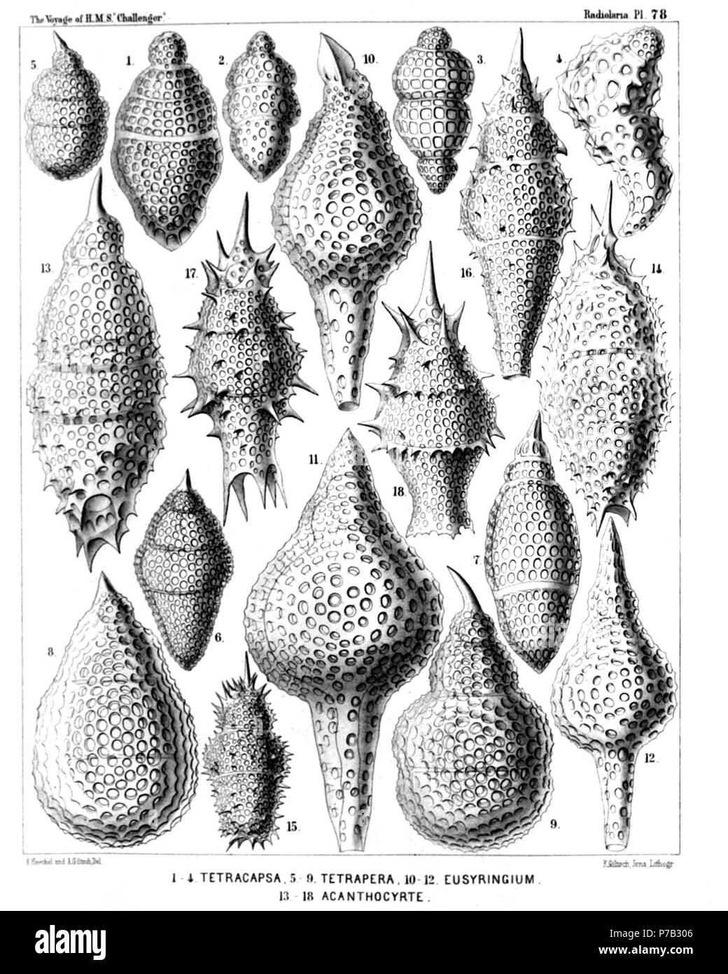 English: Illustration from Report on the Radiolaria collected by H.M.S ...