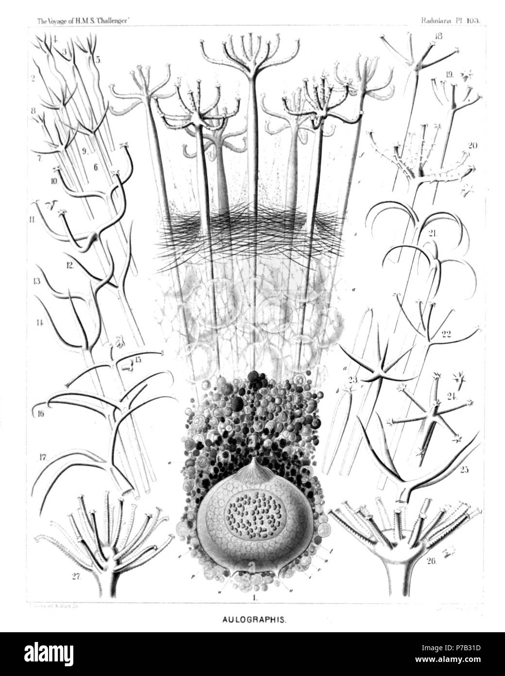 Radial needles Black and White Stock Photos & Images - Alamy