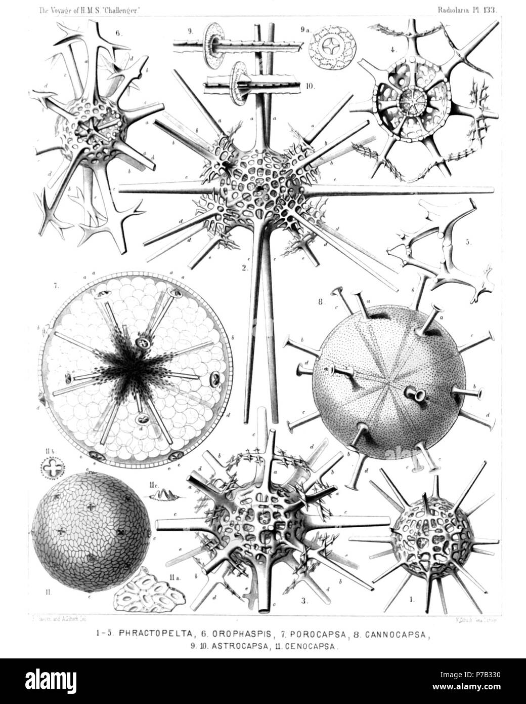 English: Illustration from Report on the Radiolaria collected by H.M.S ...