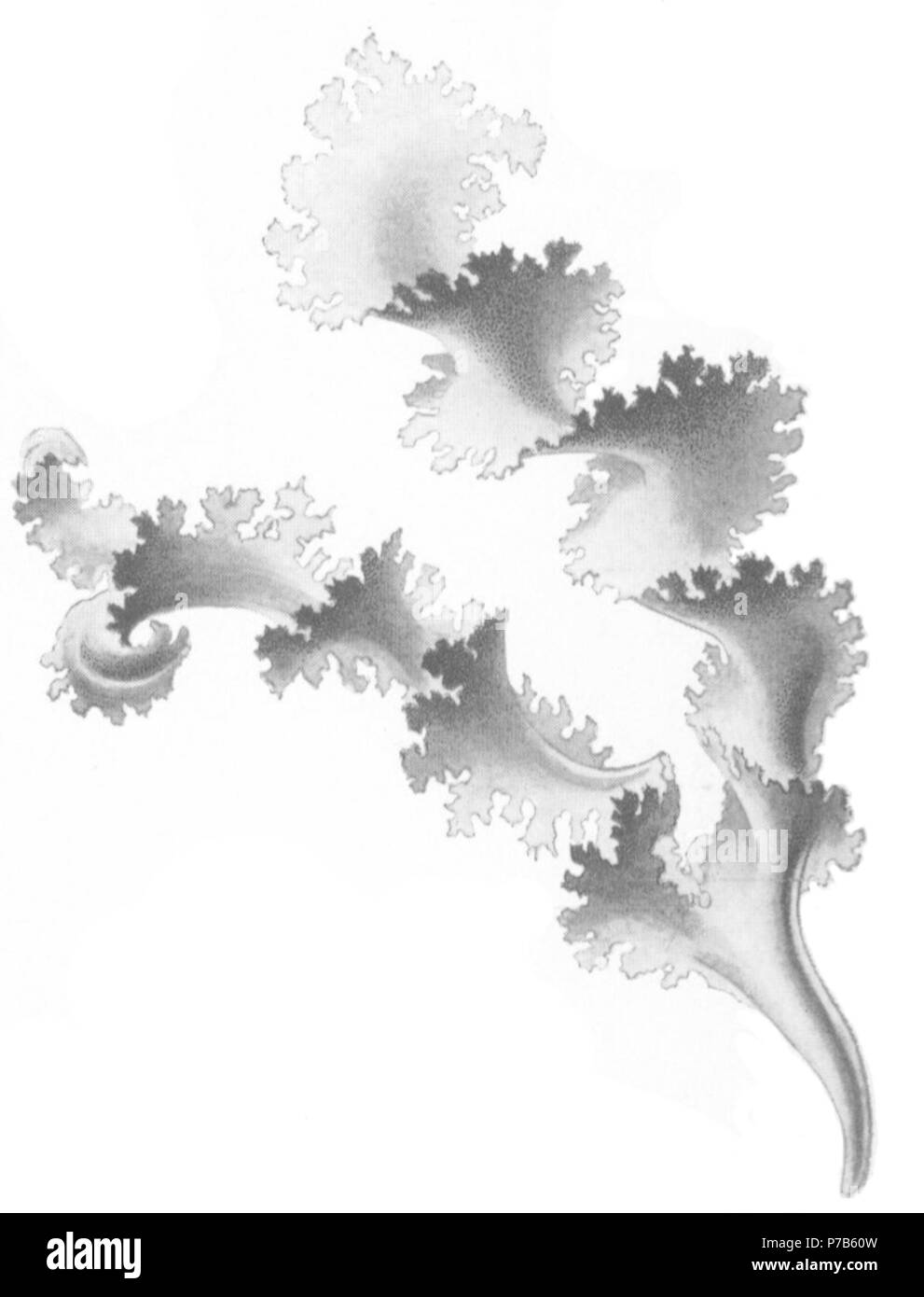 Rissoella verruculosa hi-res stock photography and images - Alamy