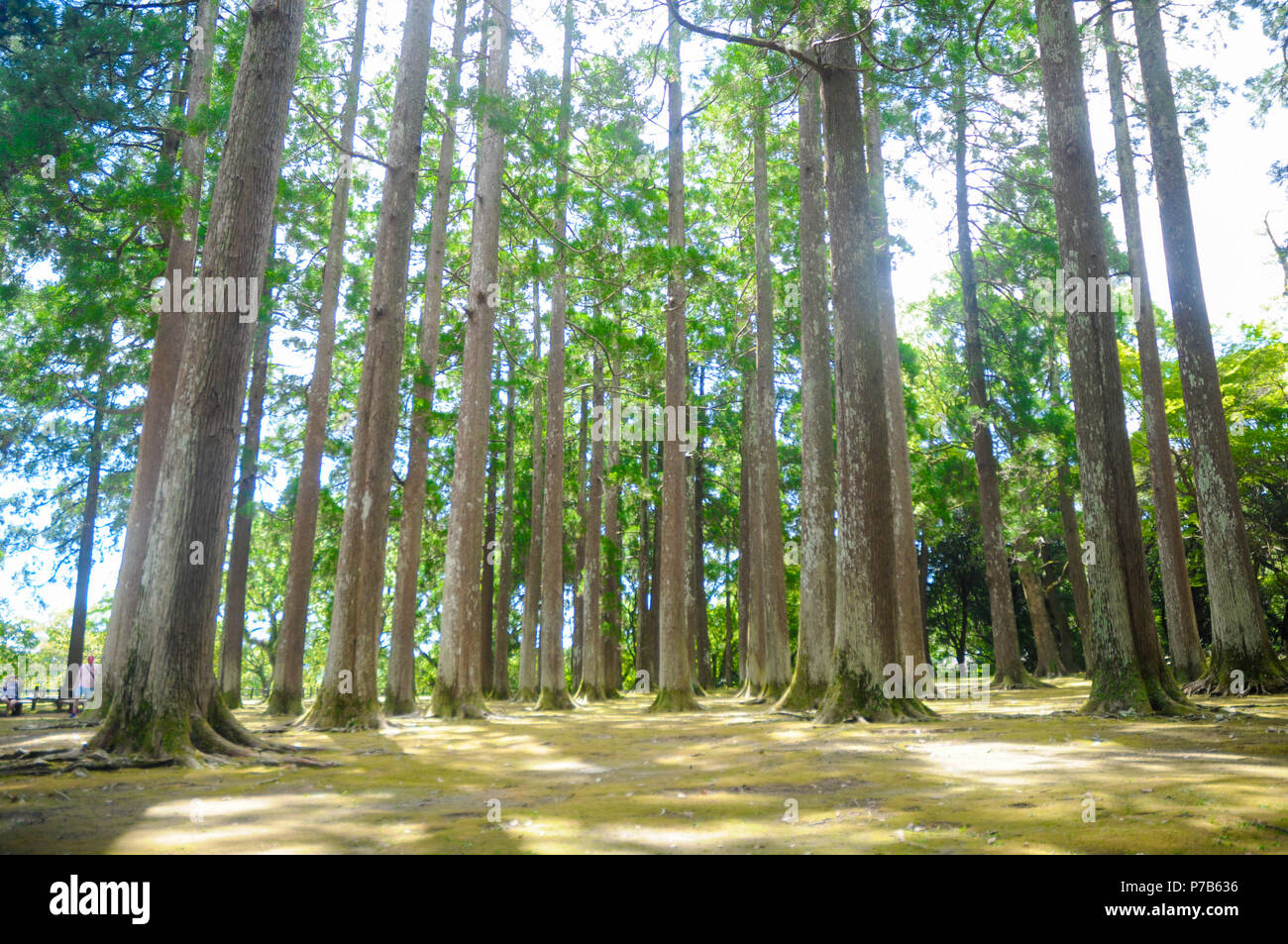 Trees in the Peace at the Japanese Garden around Osaka, Japan. People ...