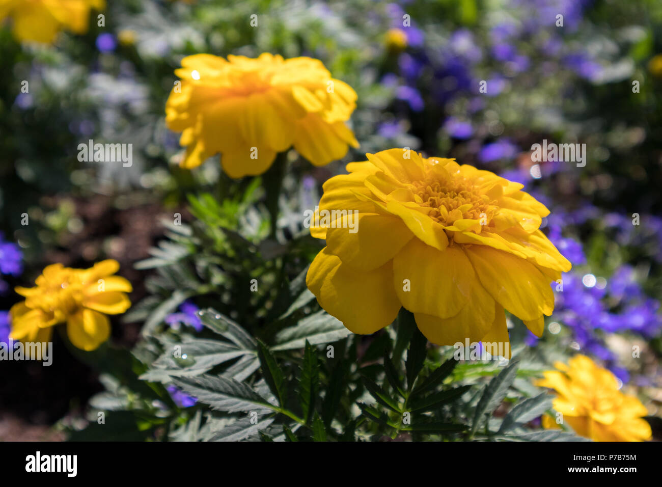 Marigold stem hi-res stock photography and images - Alamy
