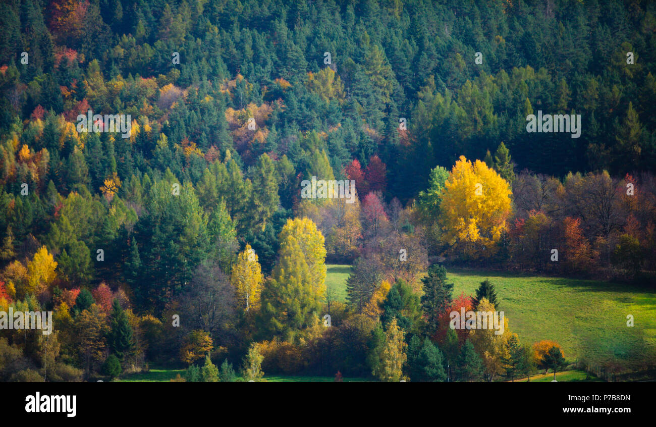 Autumn bushes and trees Stock Photo - Alamy
