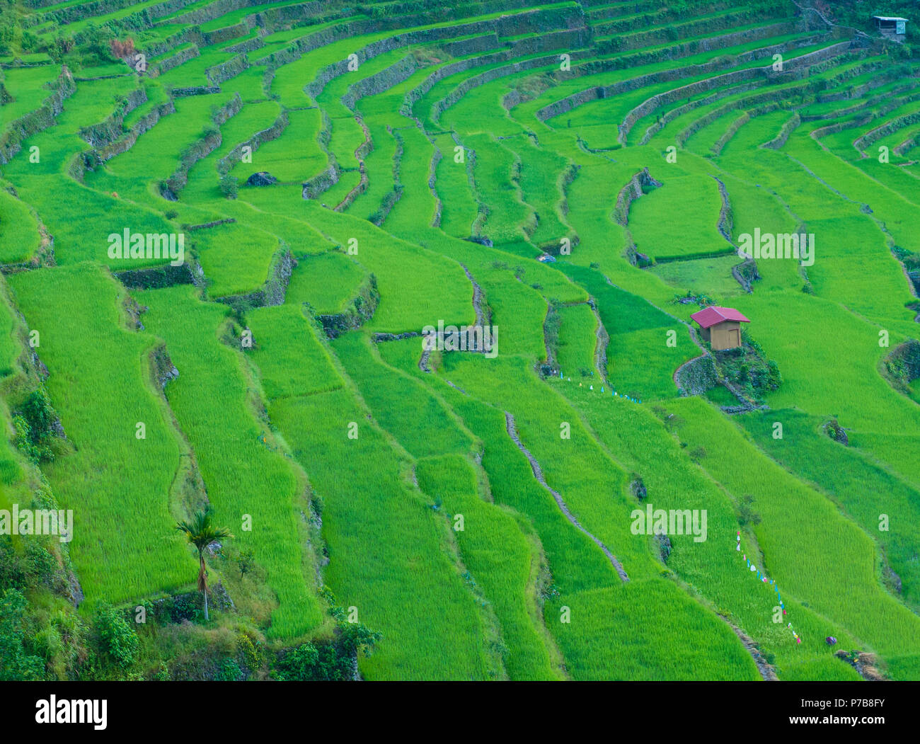View of rice terraces fields in Banaue, Philippines. The Banaue rice ...