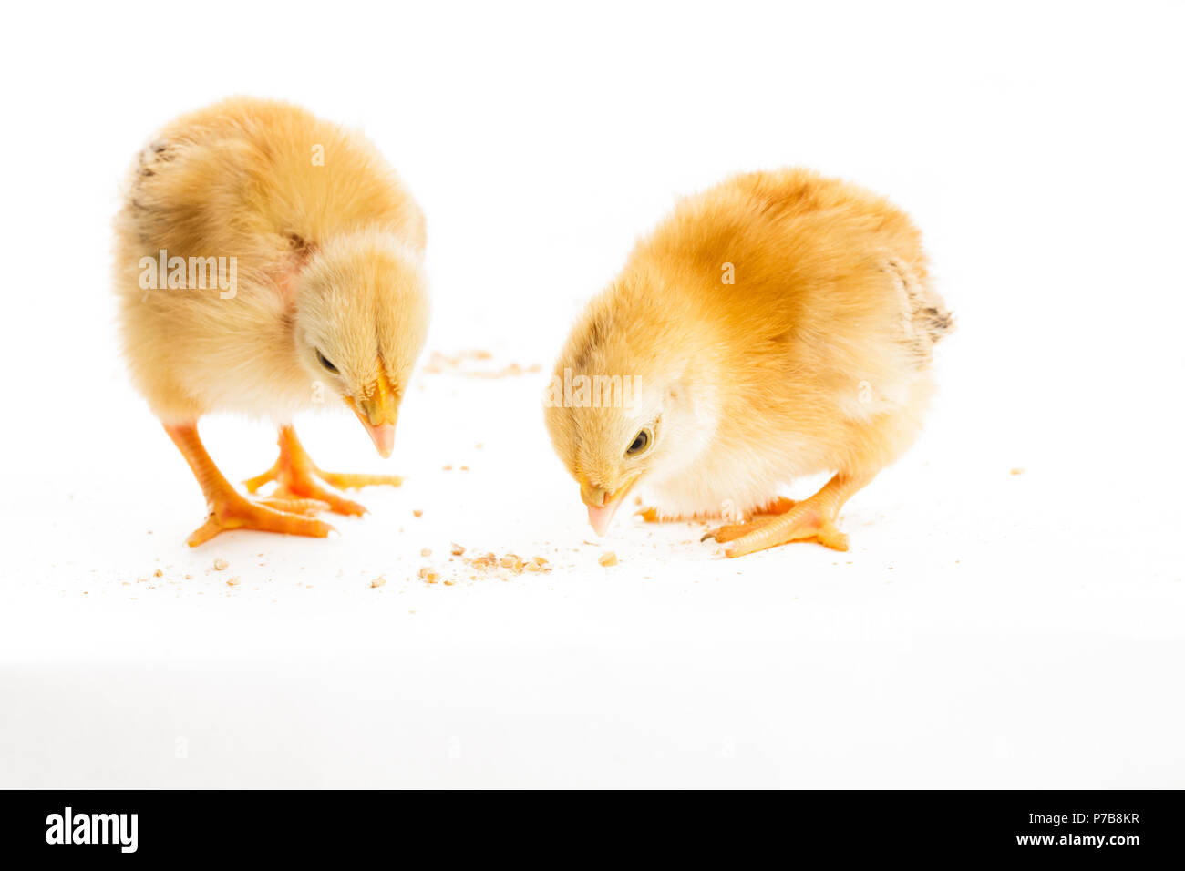 Cute chicks isolated Stock Photo - Alamy