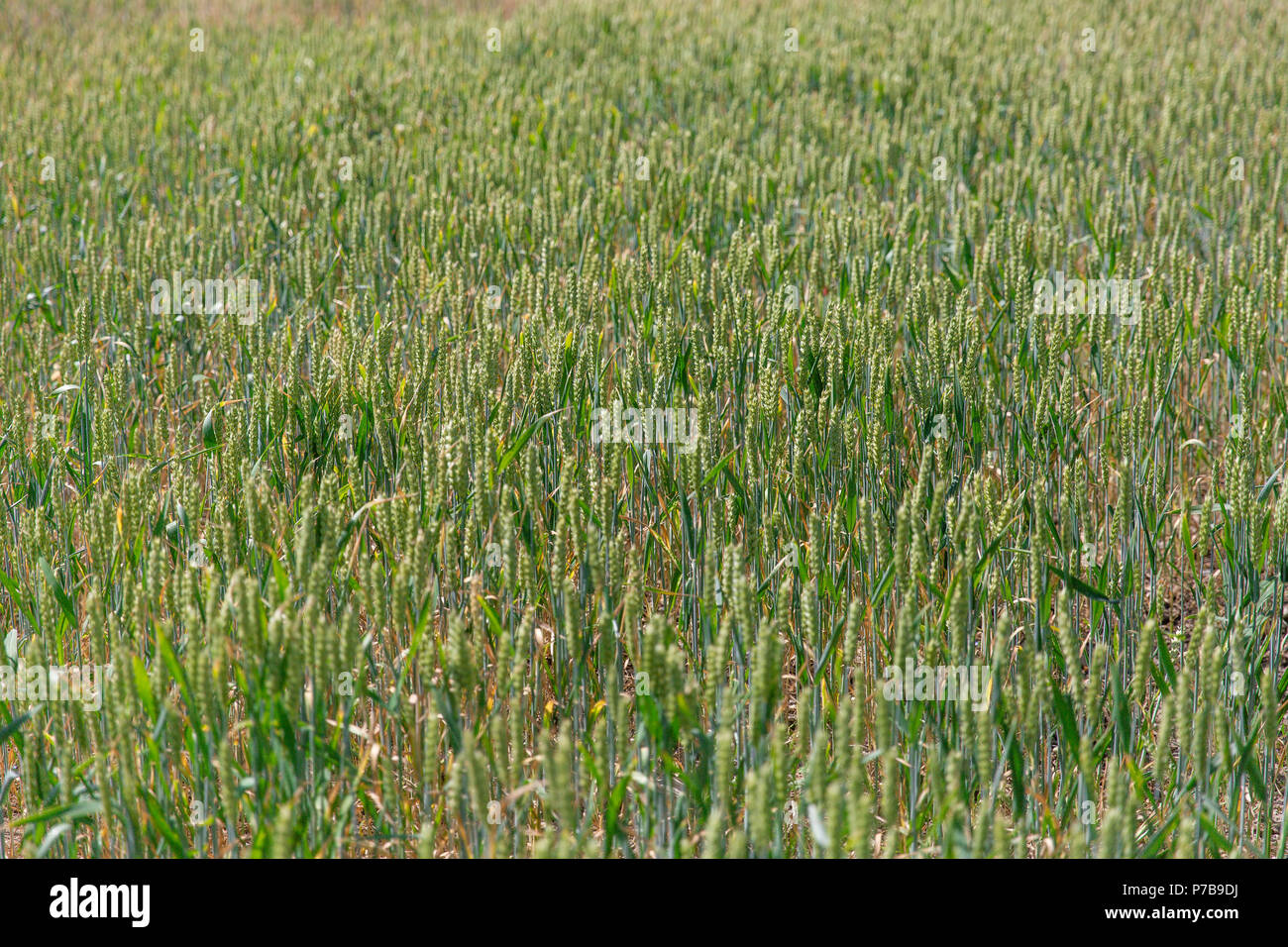 Crop wheat countryside farmland hi-res stock photography and images - Alamy