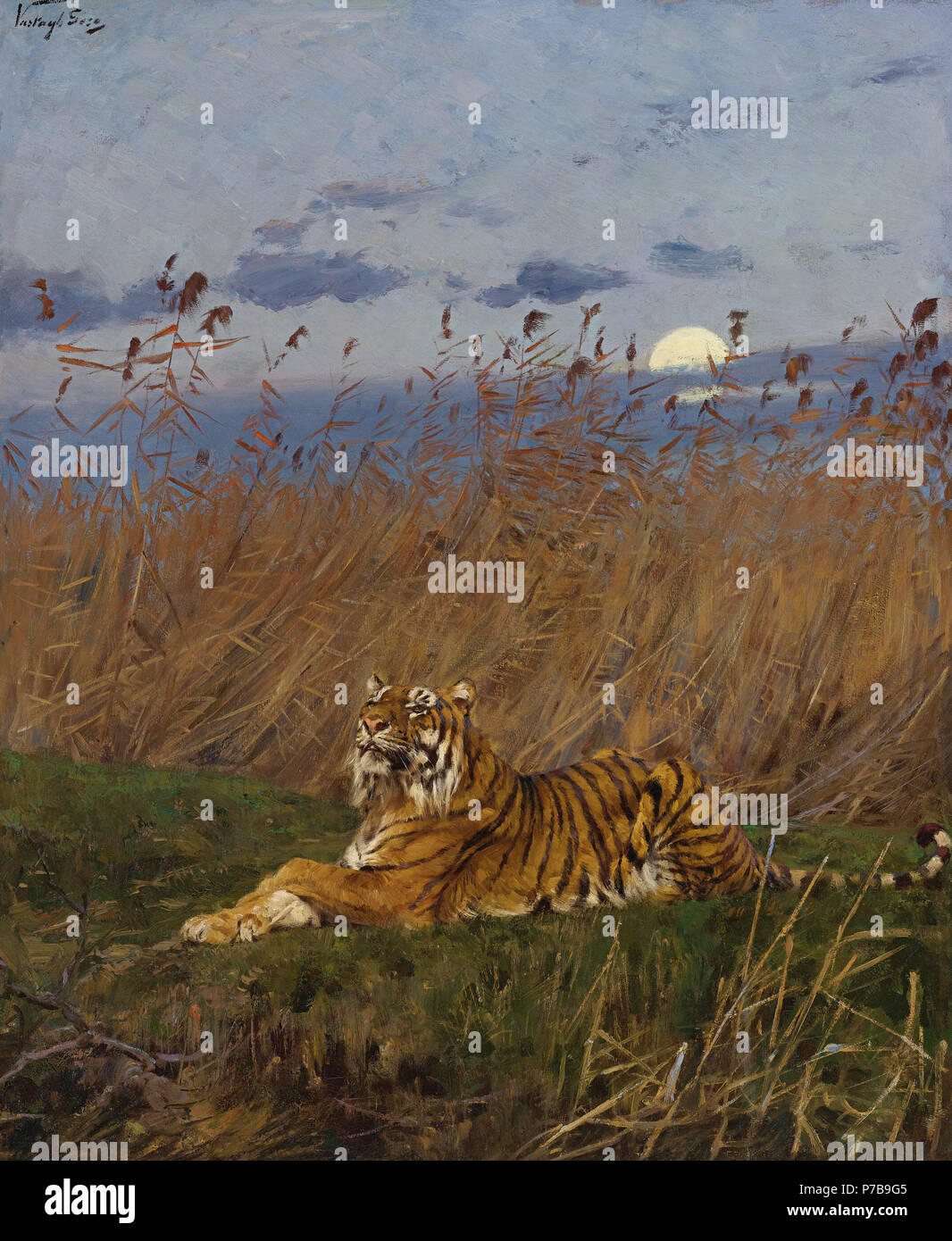 44 Géza Vastagh - A Tiger among rushes in the moonlight Stock Photo - Alamy