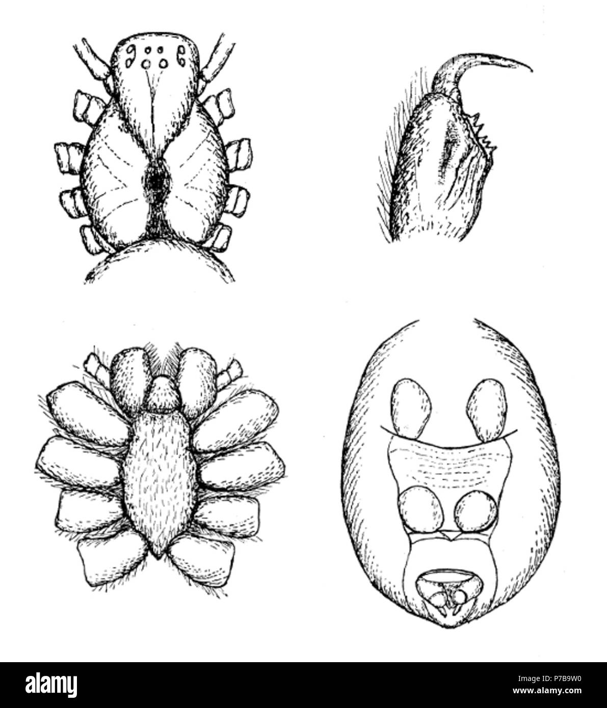 Troglodytes troglodytes Black and White Stock Photos & Images - Alamy