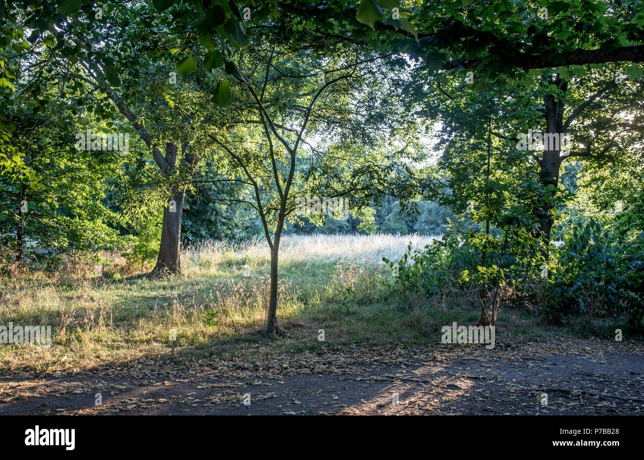 Sunset on Wandsworth Common London UK Stock Photo - Alamy