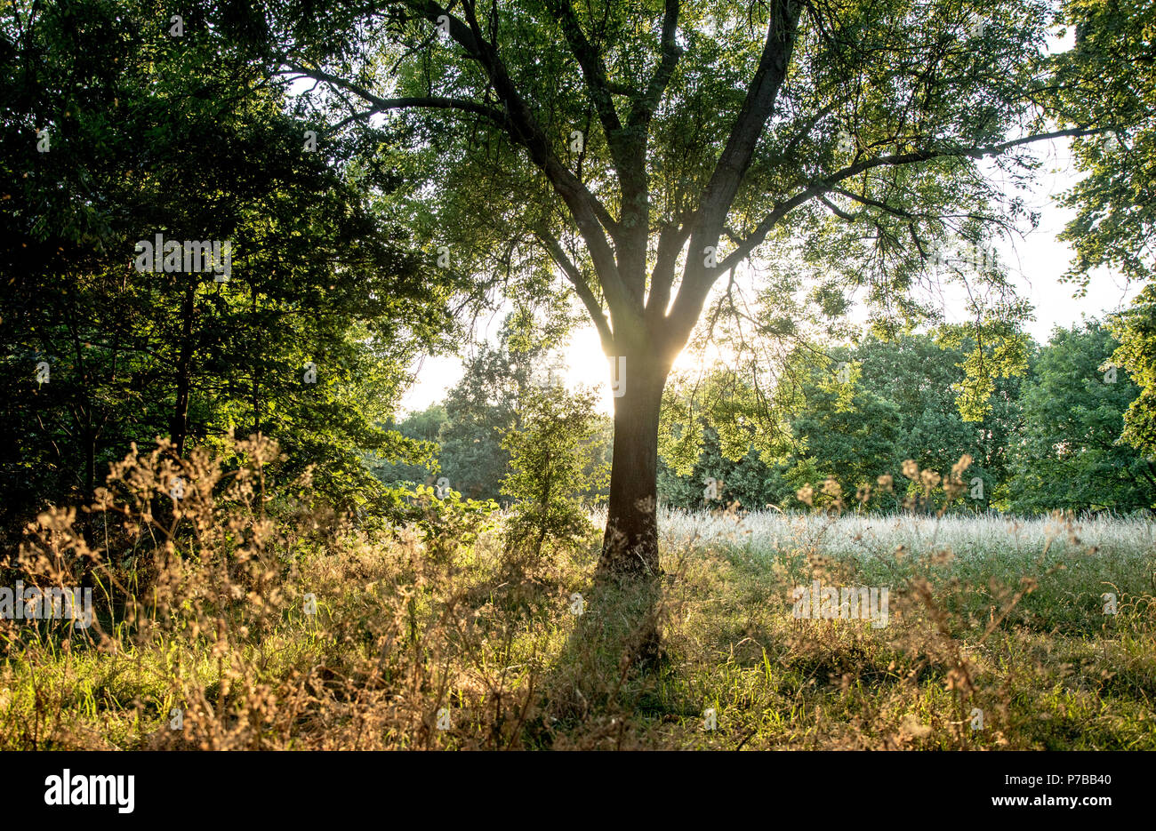 Sunset on Wandsworth Common London UK Stock Photo - Alamy