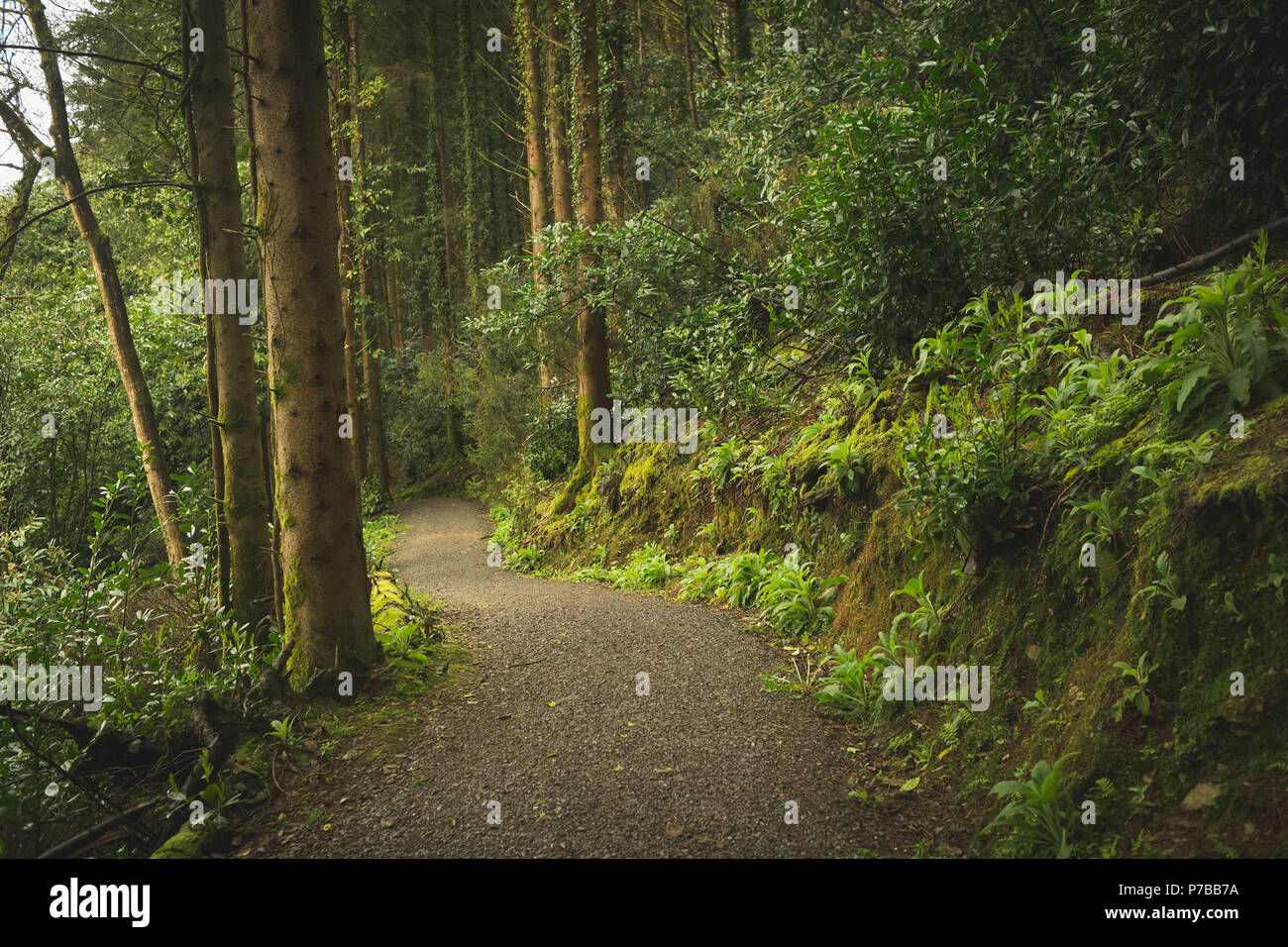 Track passing through lush forest Stock Photo - Alamy