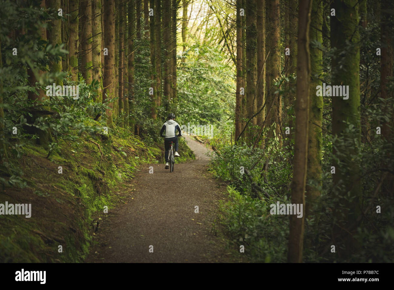 Cyclist riding bicycle through lush forest Stock Photo - Alamy