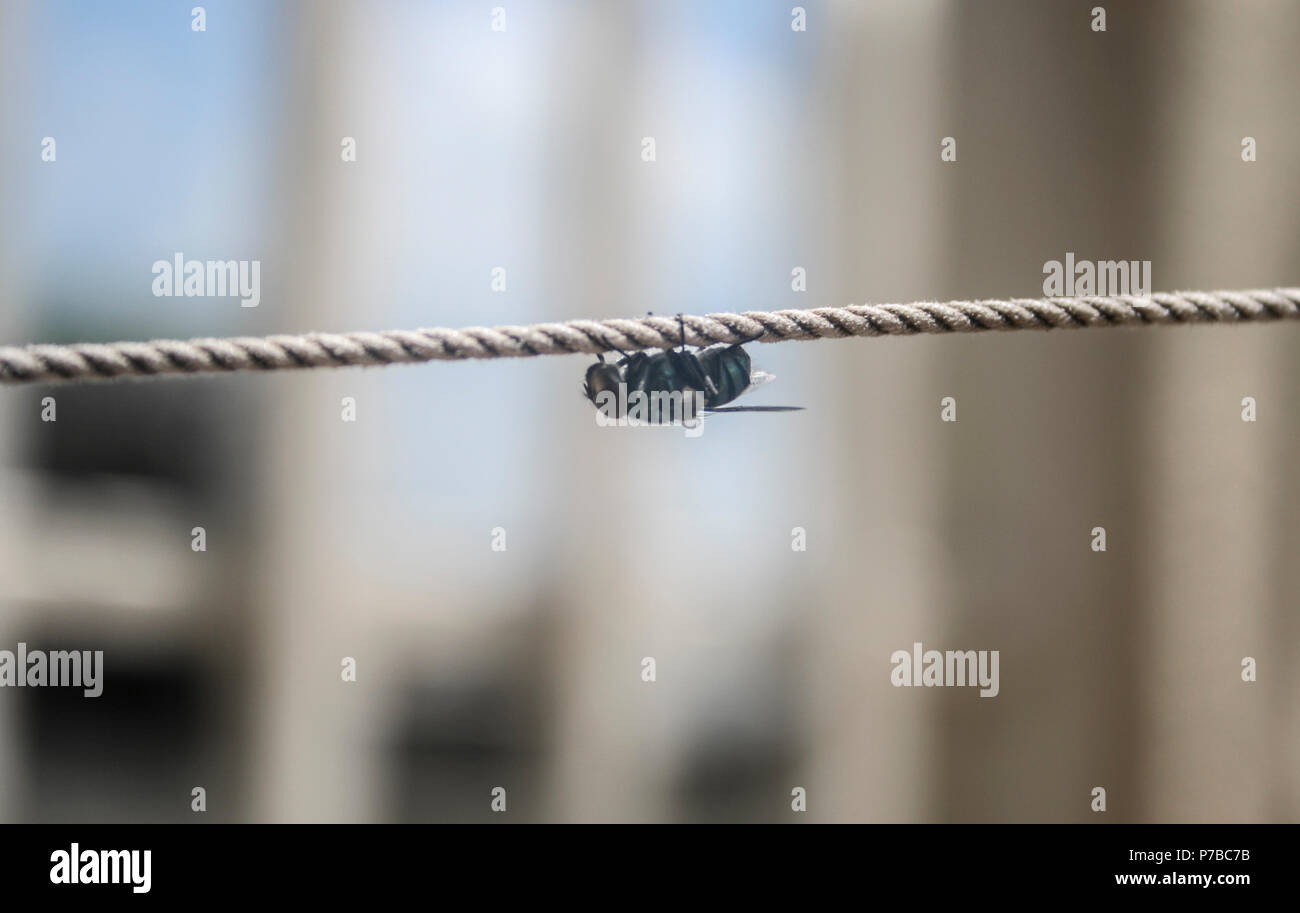 Insects rope hi-res stock photography and images - Alamy