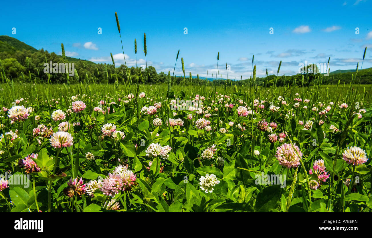 Clover field with flowers Stock Photo - Alamy