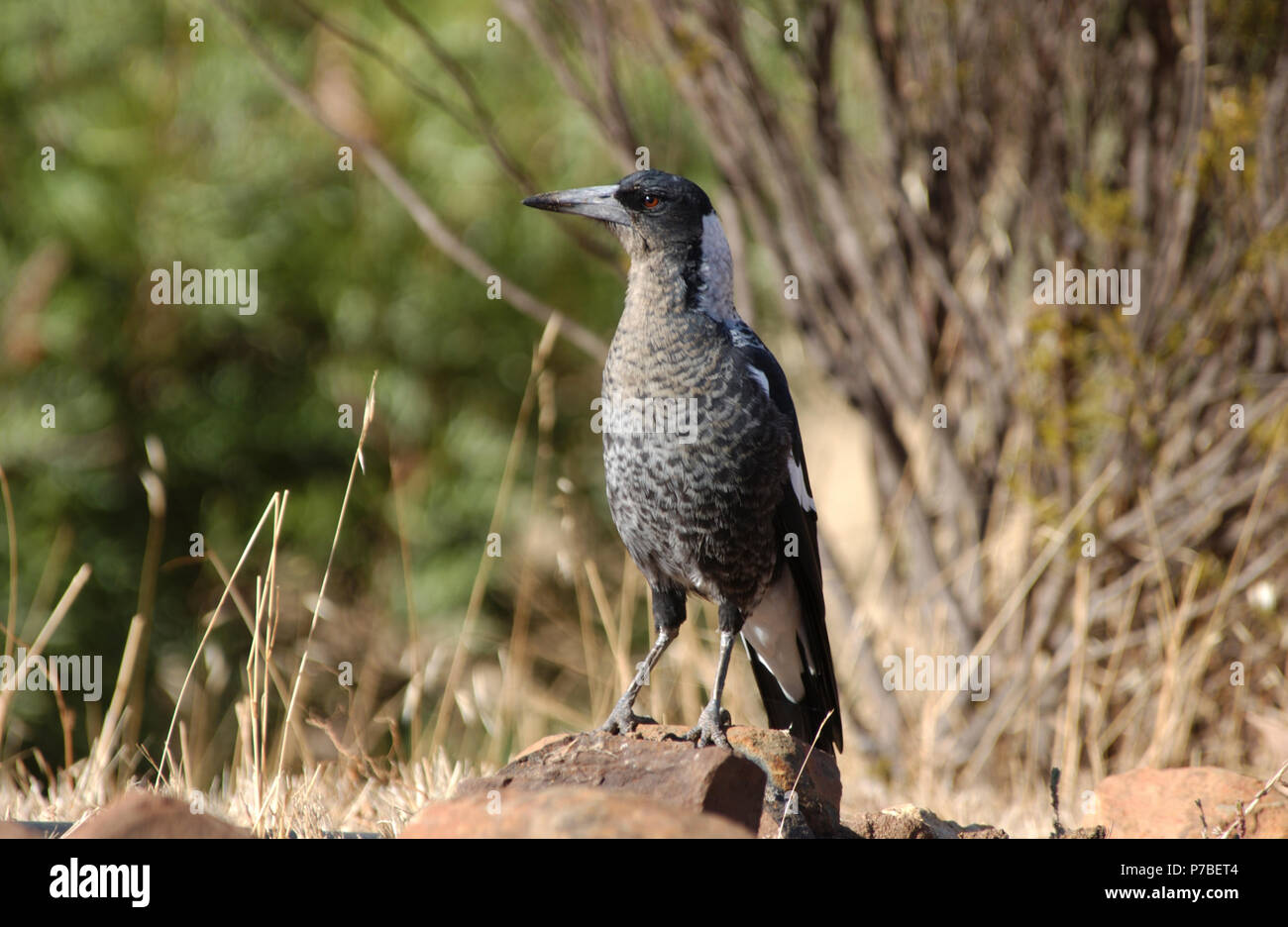 The Australian magpie (Gymnorhina tibicen) is a medium-sized black and ...