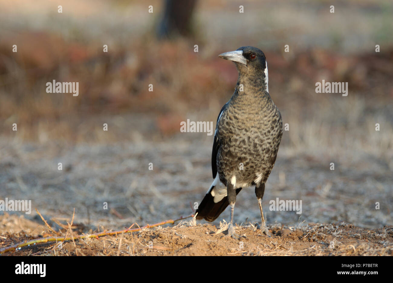The Australian magpie (Gymnorhina tibicen) is a medium-sized black and ...