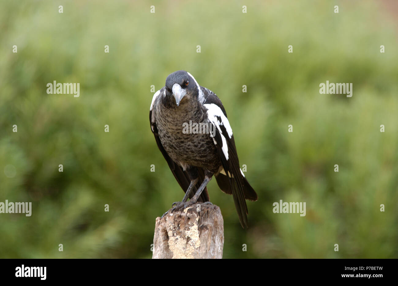 The Australian magpie (Gymnorhina tibicen) is a medium-sized black and ...