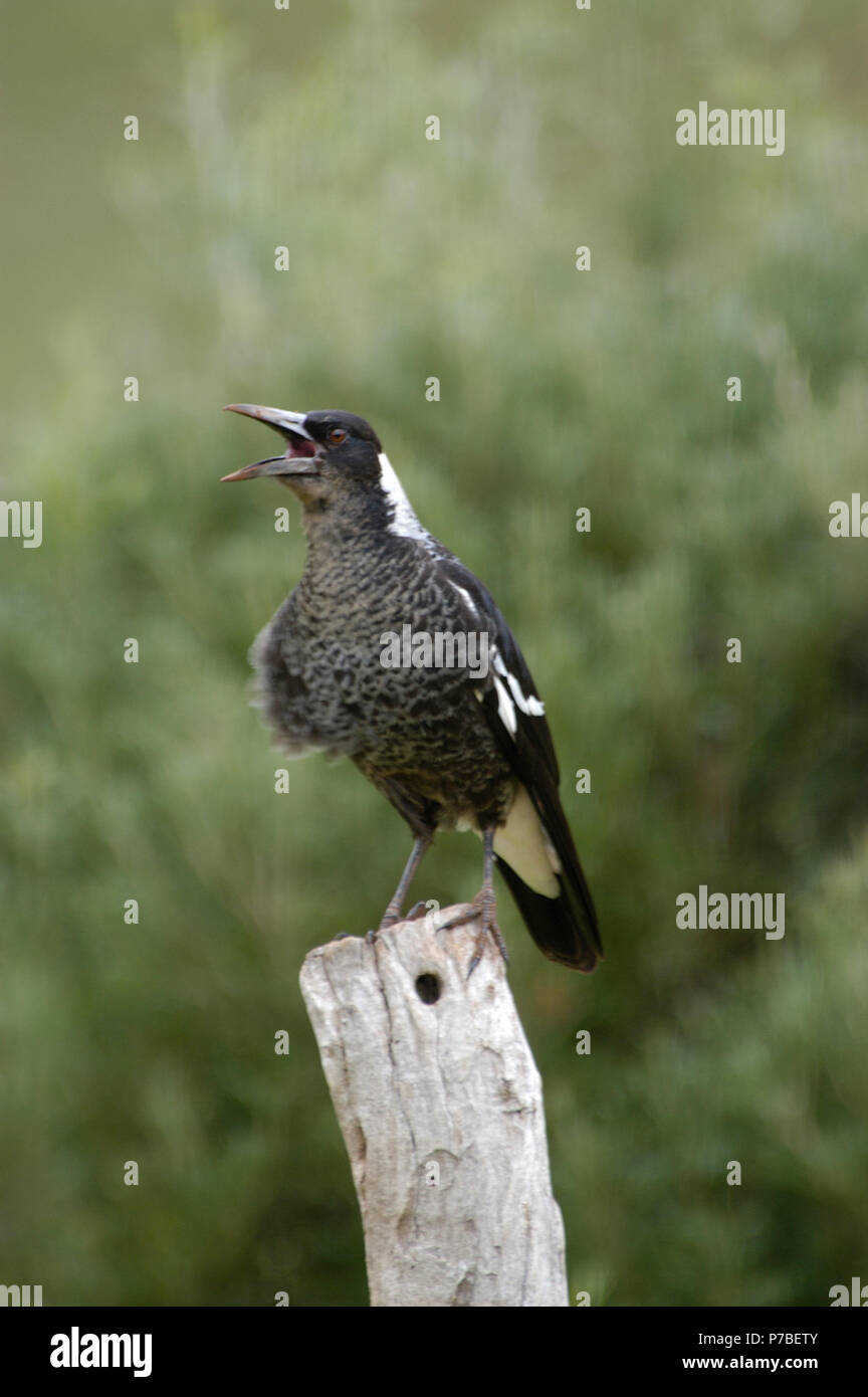 The Australian magpie (Gymnorhina tibicen) is a medium-sized black and ...