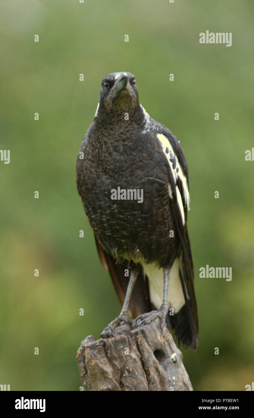 The Australian magpie (Gymnorhina tibicen) is a medium-sized black and ...