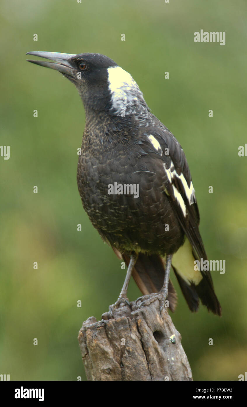 The Australian magpie (Gymnorhina tibicen) is a medium-sized black and ...