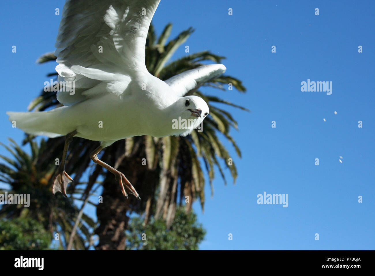Seagulls inflight, Sydney, New South Wales, Australia Stock Photo - Alamy