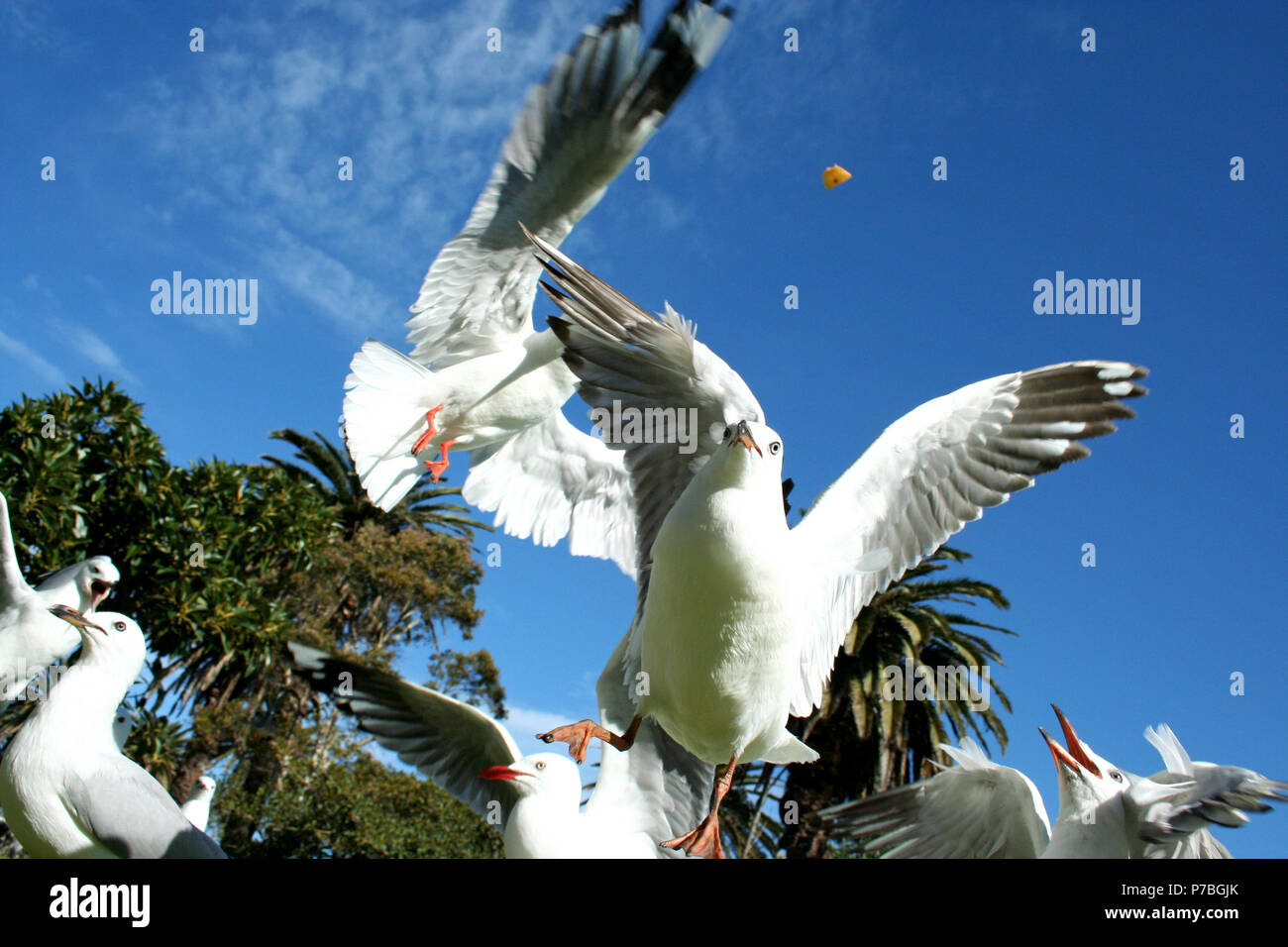 Australian seagulls hi-res stock photography and images - Alamy