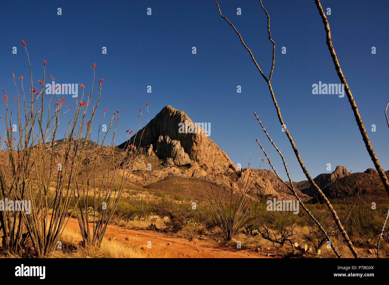 Hiking with blooming palo verde hi-res stock photography and images - Alamy