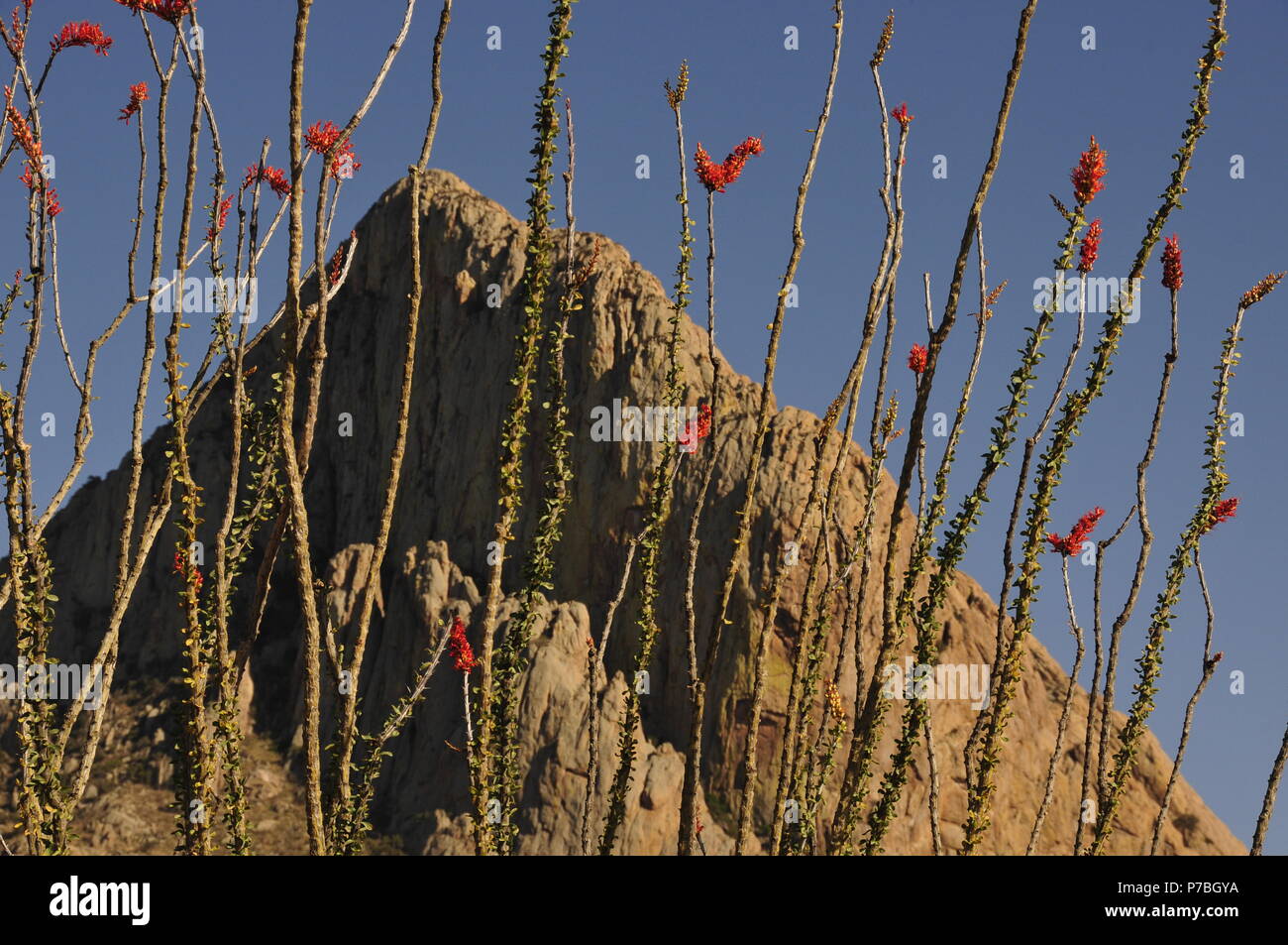 Hiking with blooming palo verde hi-res stock photography and images - Alamy