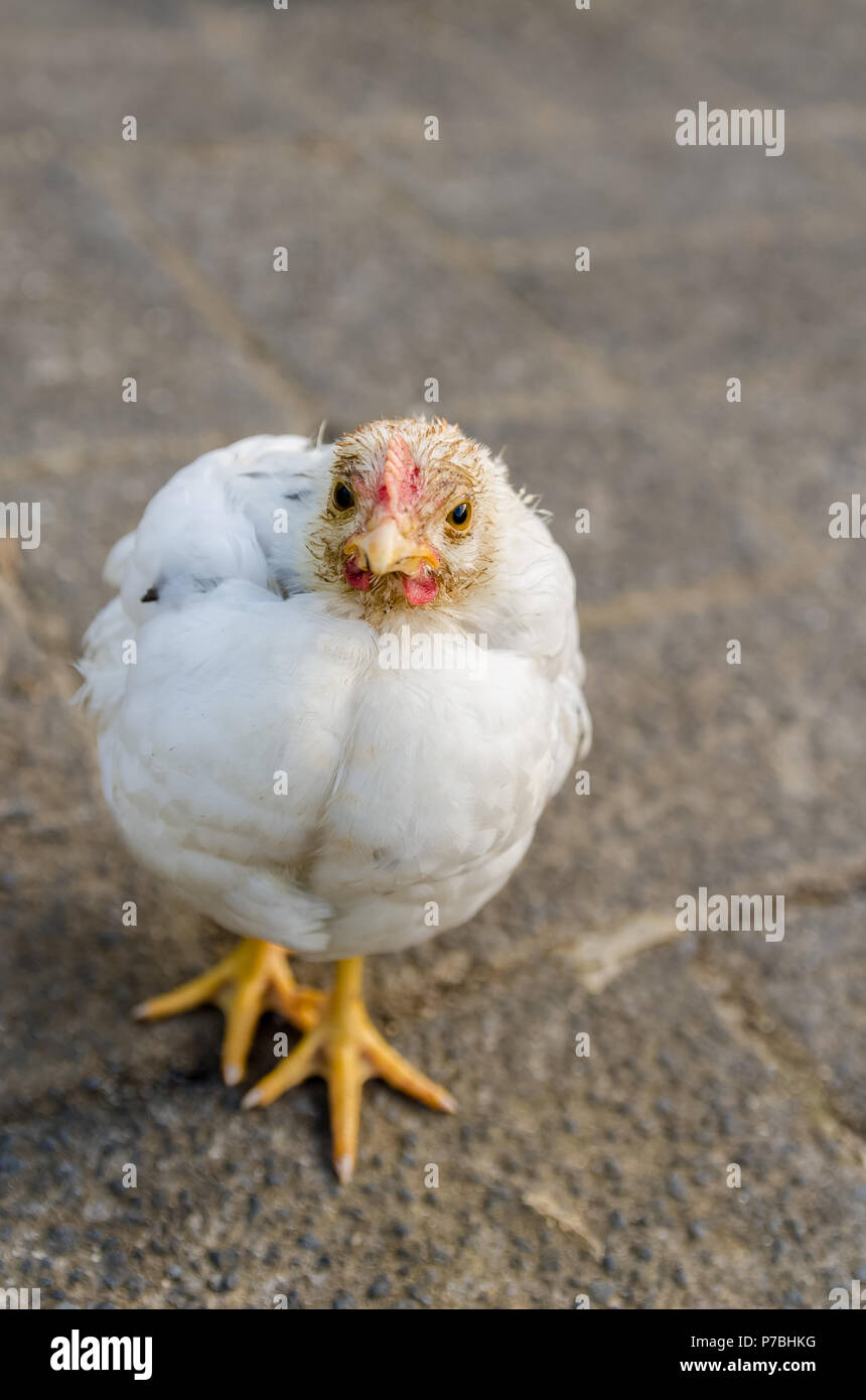 Little chick hi-res stock photography and images - Alamy
