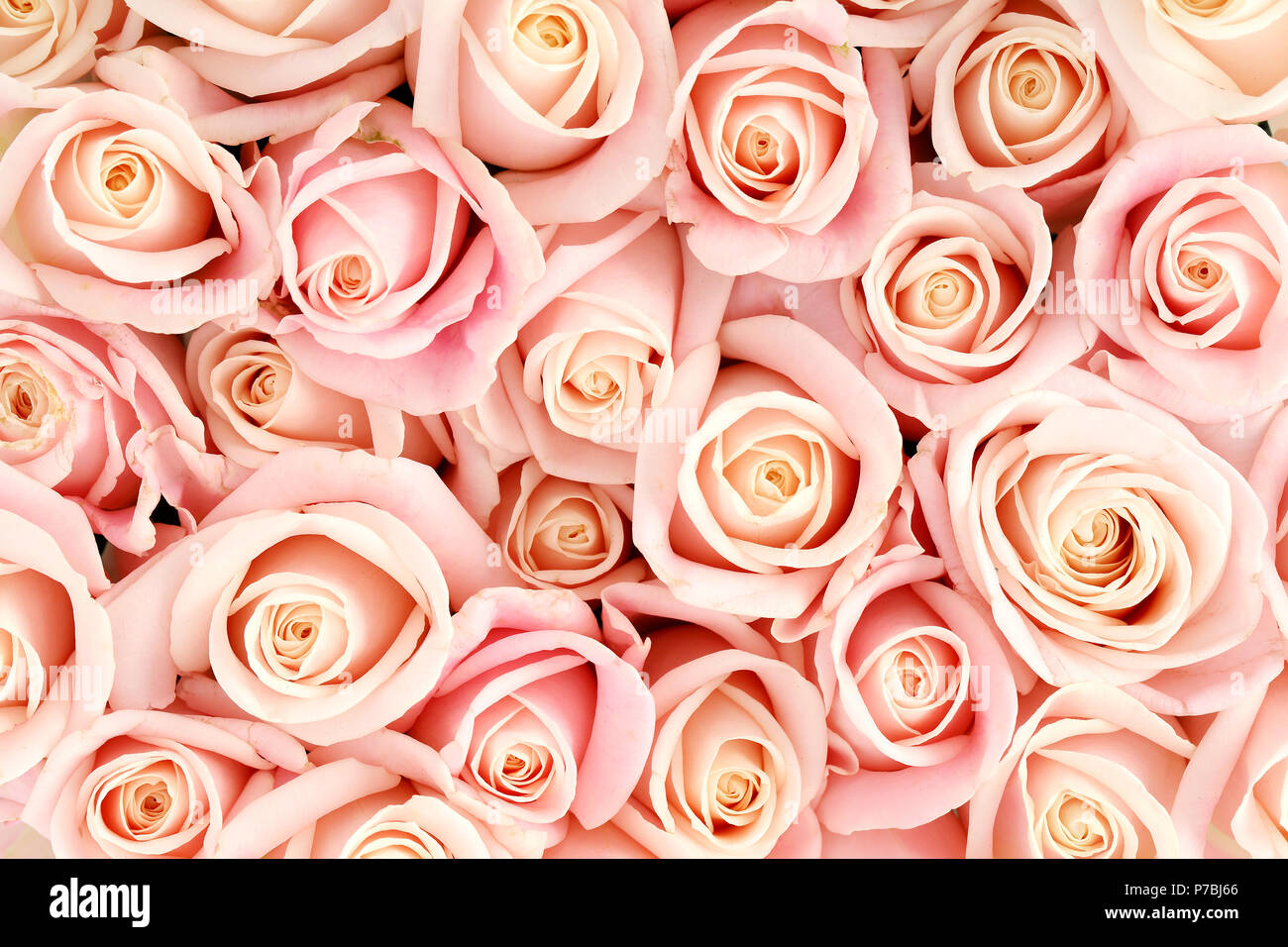 Pho476b hi-res stock photography and images - Alamy