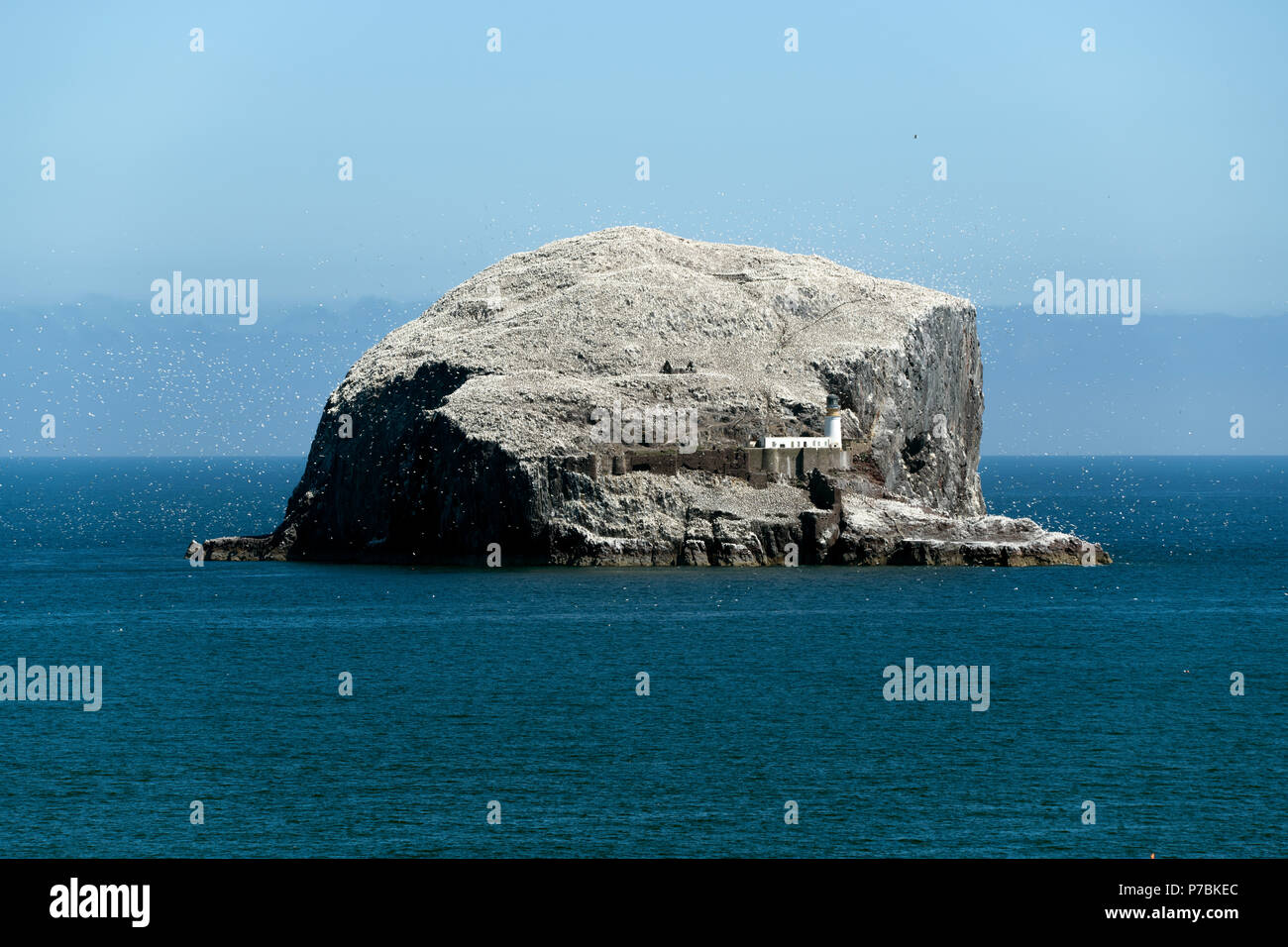 Bass rock and birds hi-res stock photography and images - Alamy