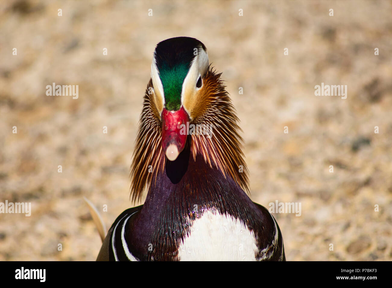 The face of Mandarin duck. Portrait Stock Photo - Alamy