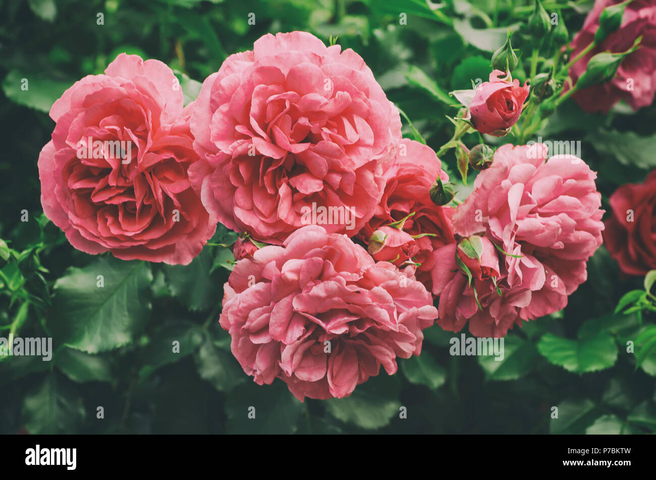 Pink roses garden Stock Photo - Alamy